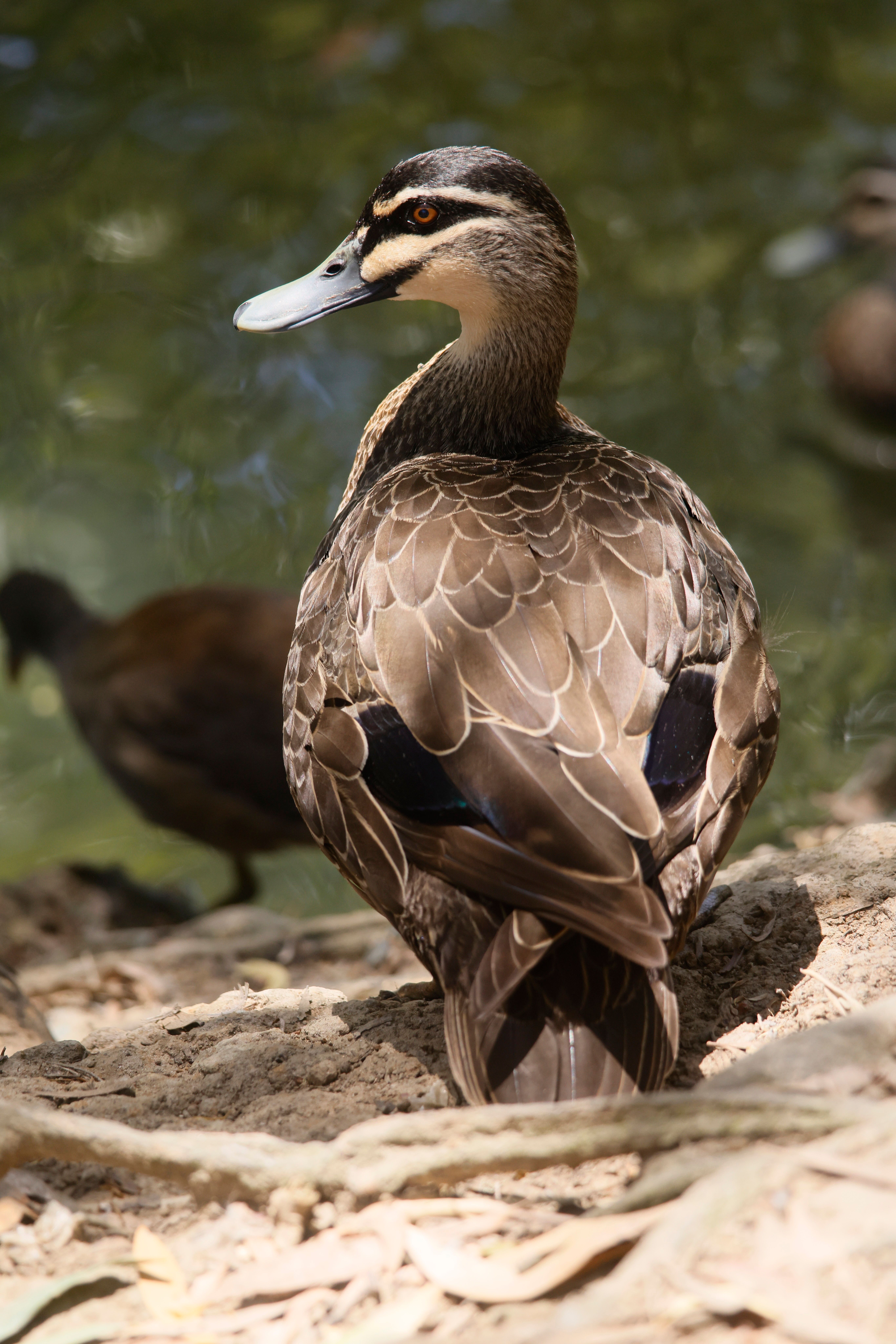 Close-up of a Pacific Black Duck in Natural Habitat · Free Stock Photo