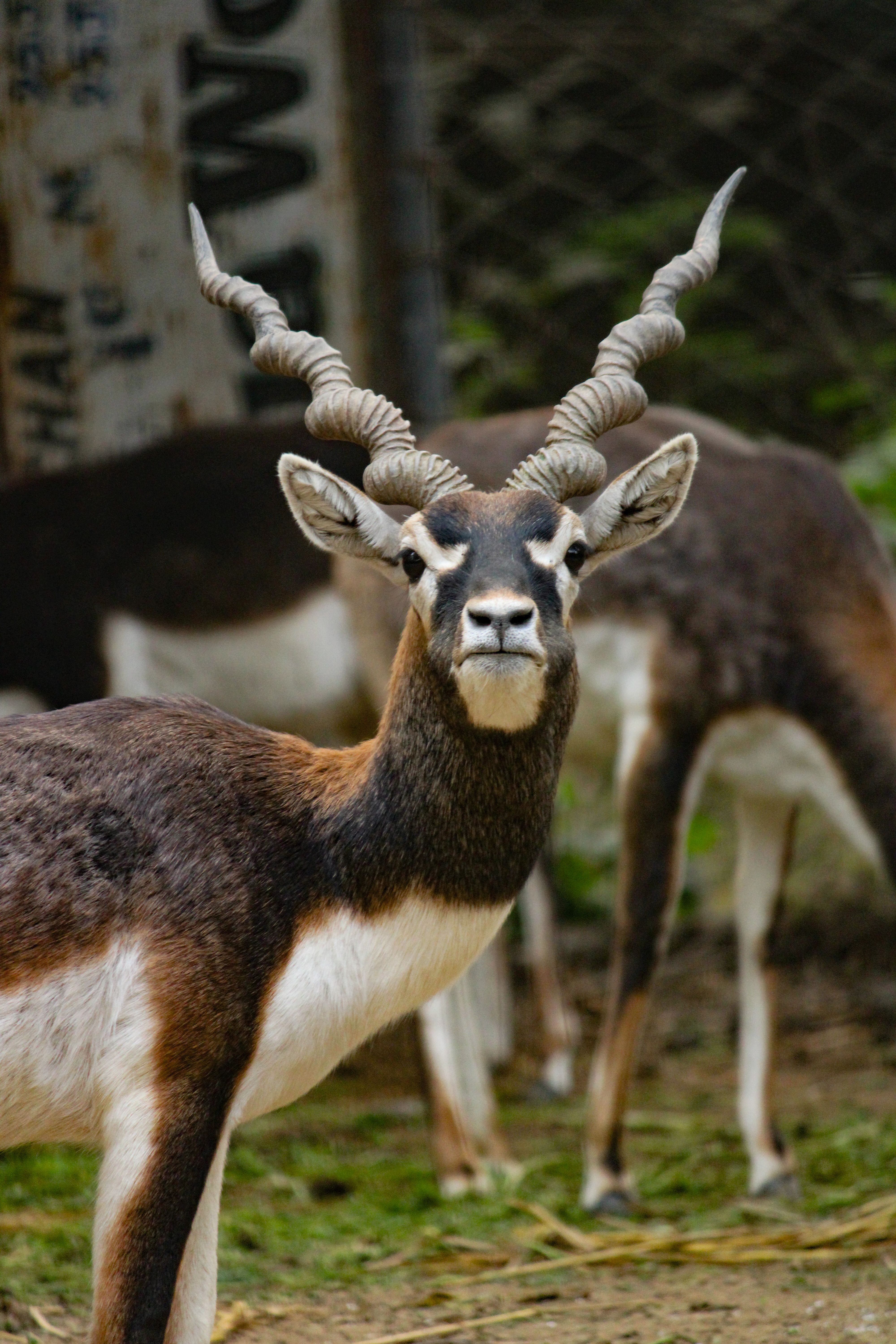 Blackbucks in Natural Habitat Outdoors · Free Stock Photo