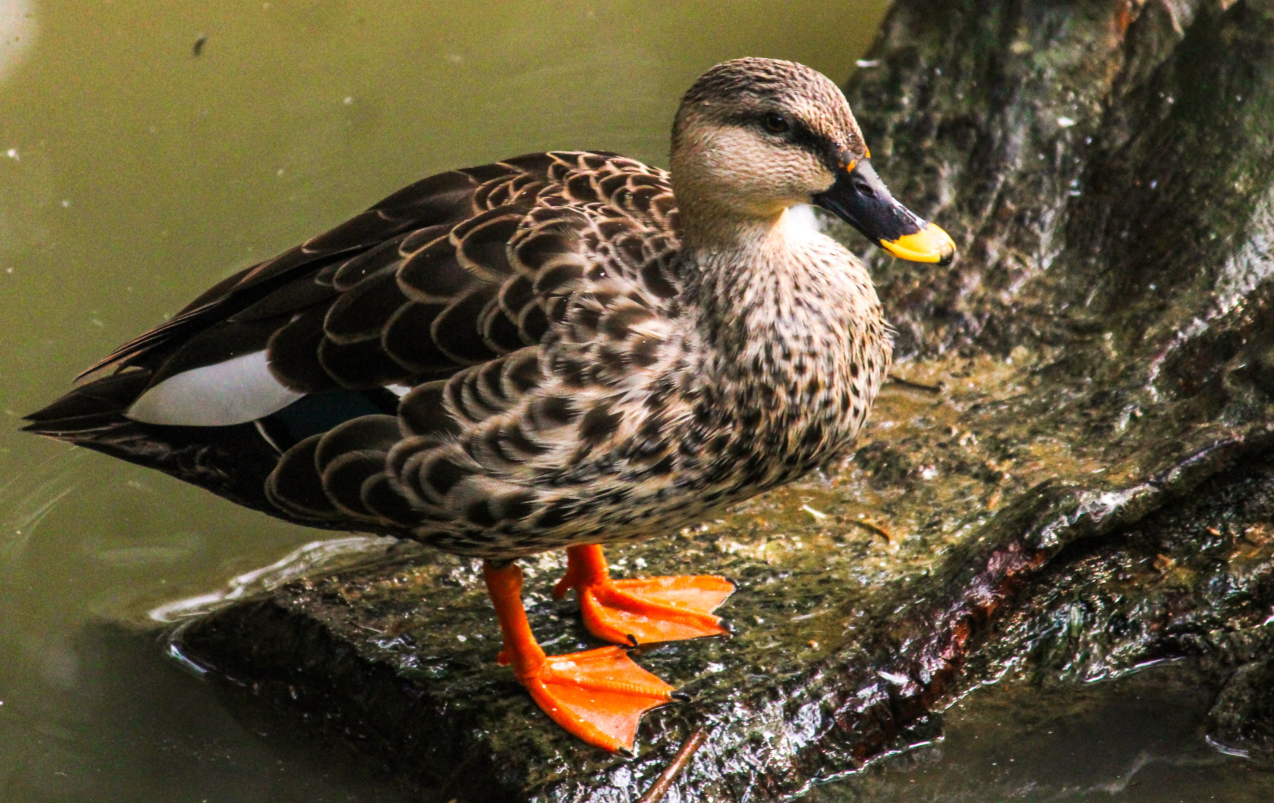Close-Up of Spot-Billed Duck Resting by Water · Free Stock Photo