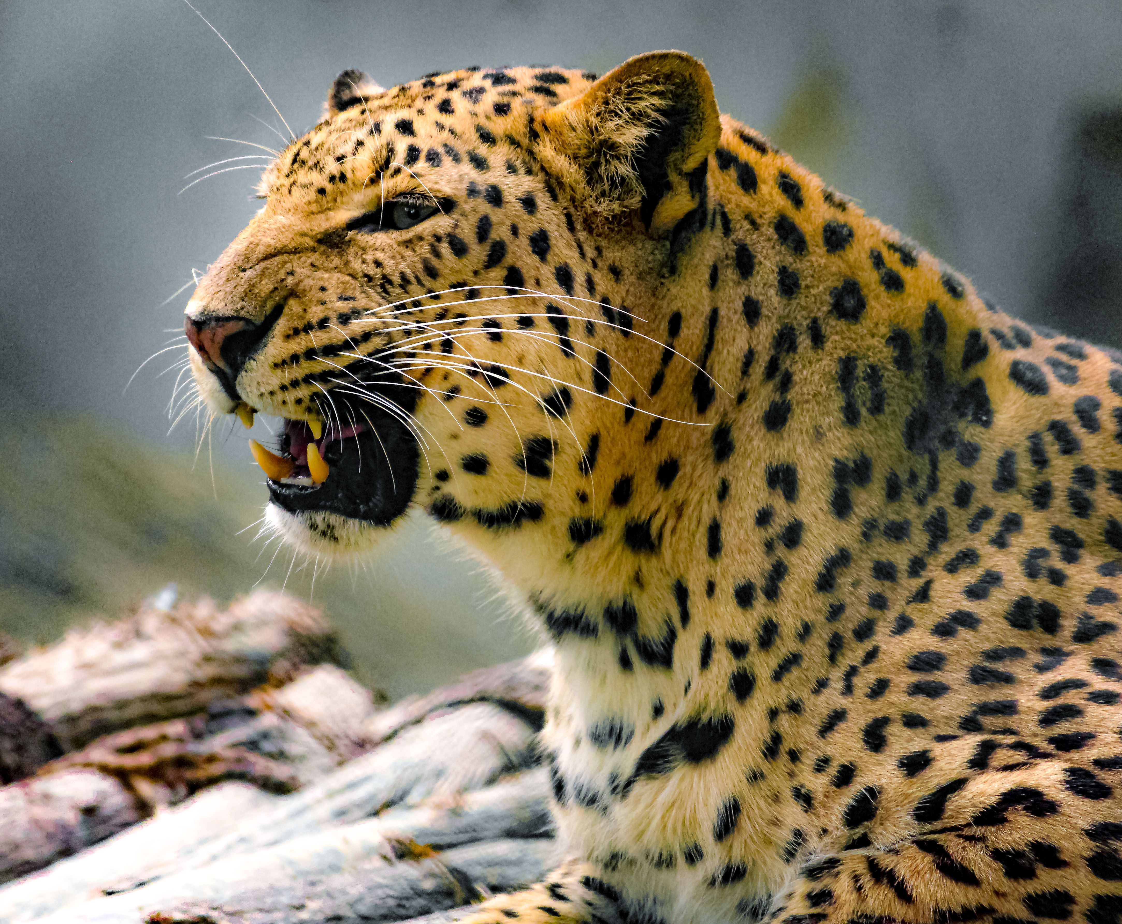 Leopard Cat Photos, Download The BEST Free Leopard Cat Stock Photos ...
