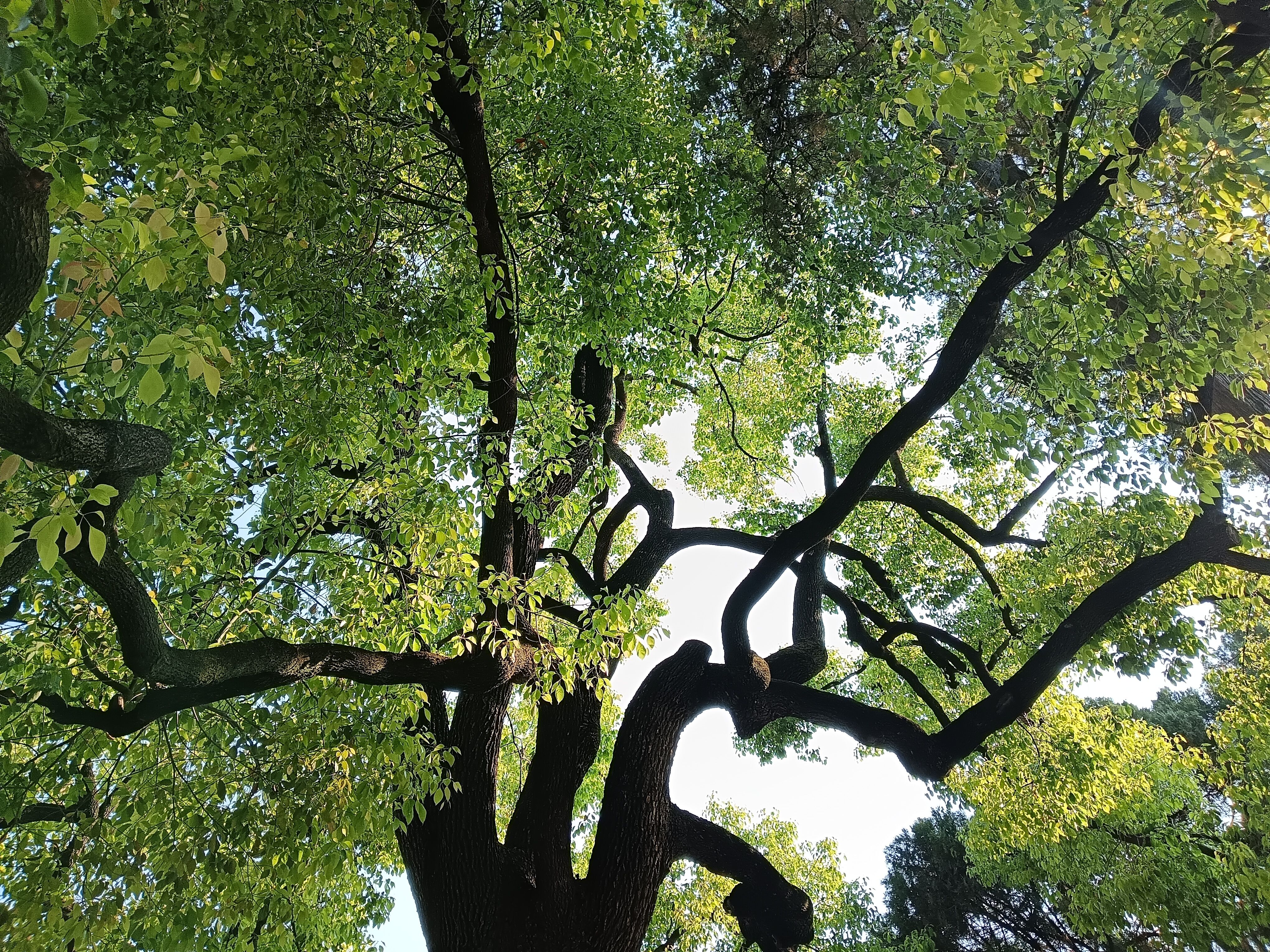 Tall tree with leafy branches · Free Stock Photo