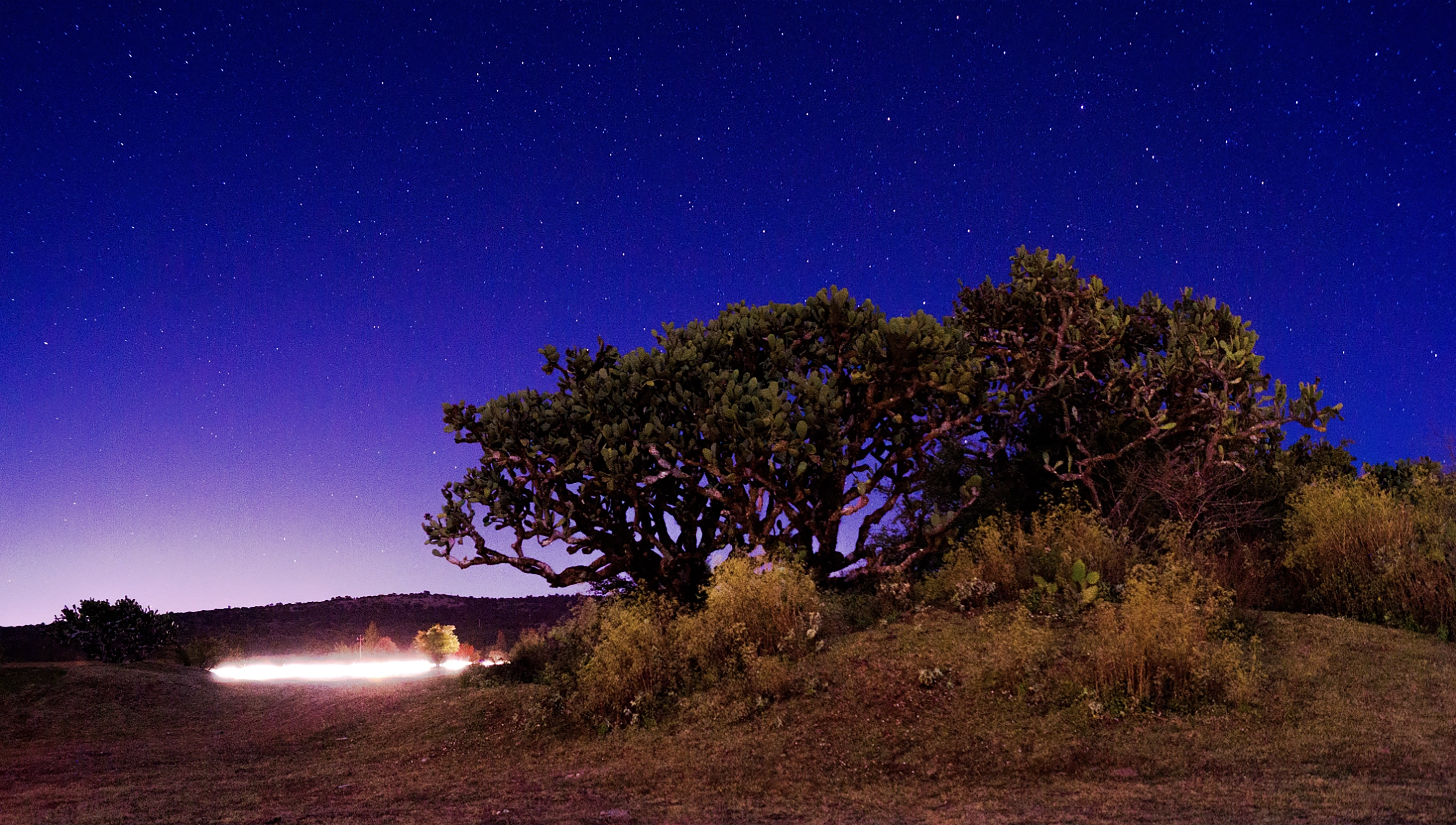 Majestic Night Sky Over Nopal Landscape · Free Stock Photo
