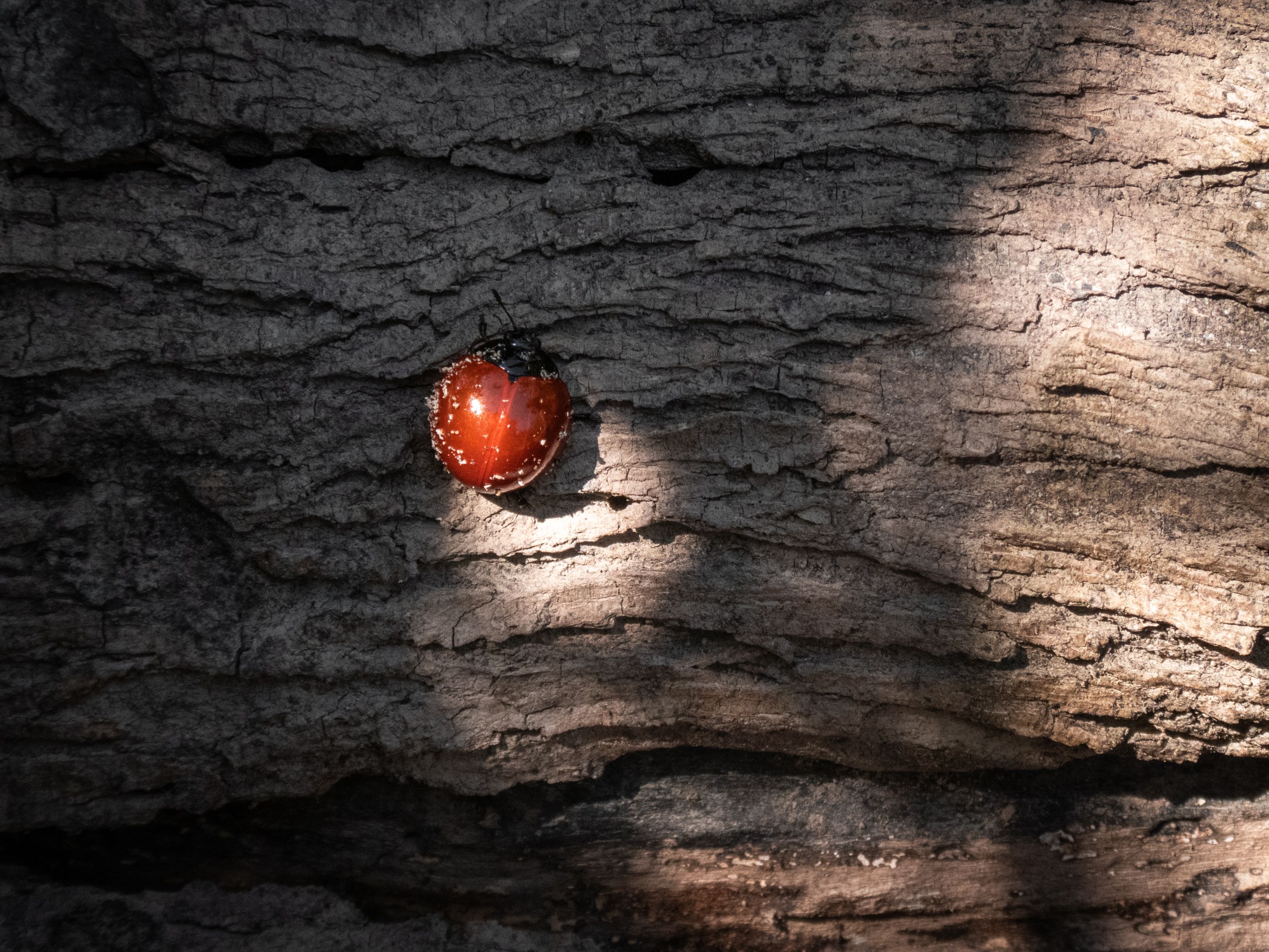 Single Photos, Download The BEST Free Single Stock Photos & HD Images