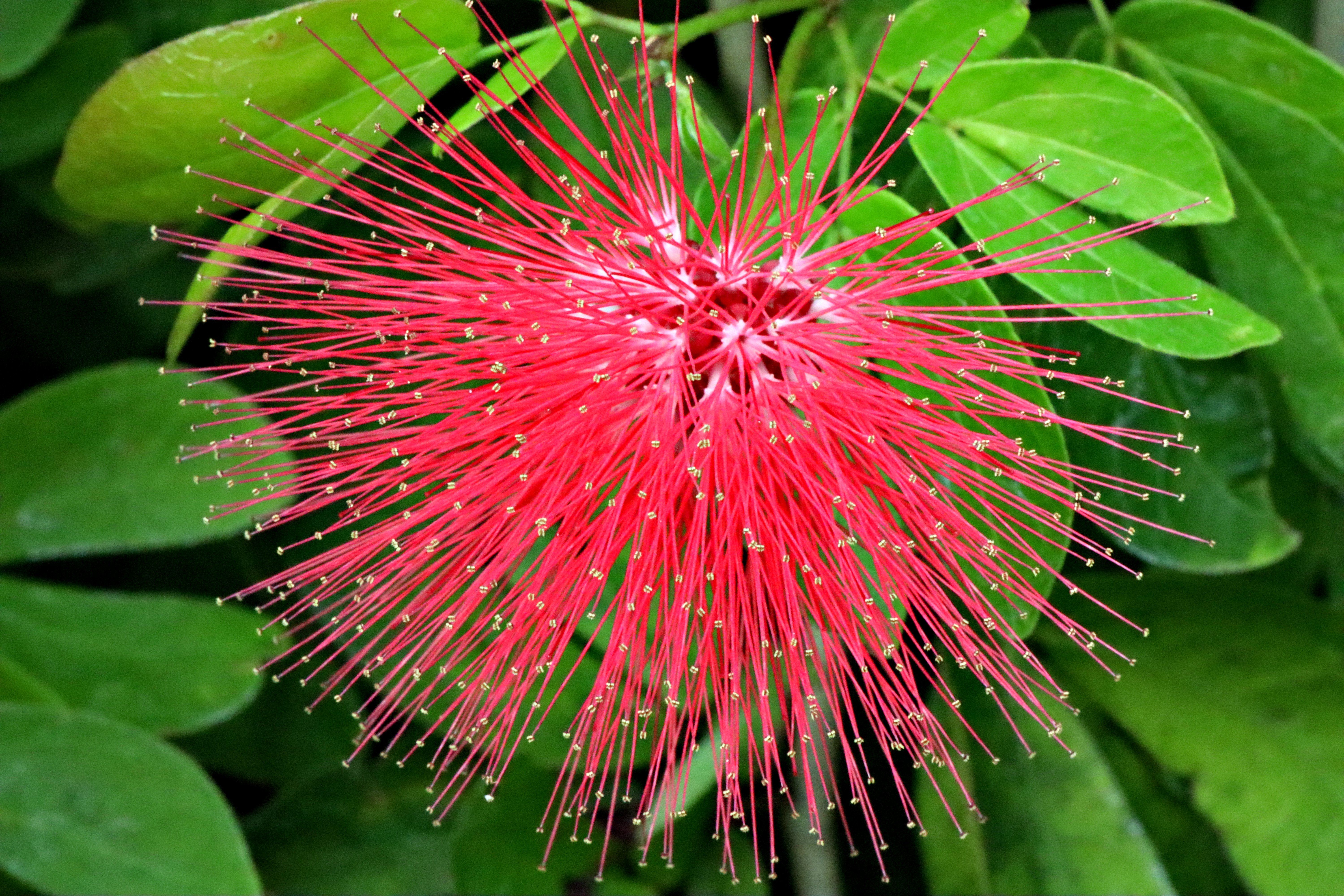 Vibrant Red Powder Puff Flower Close-Up · Free Stock Photo