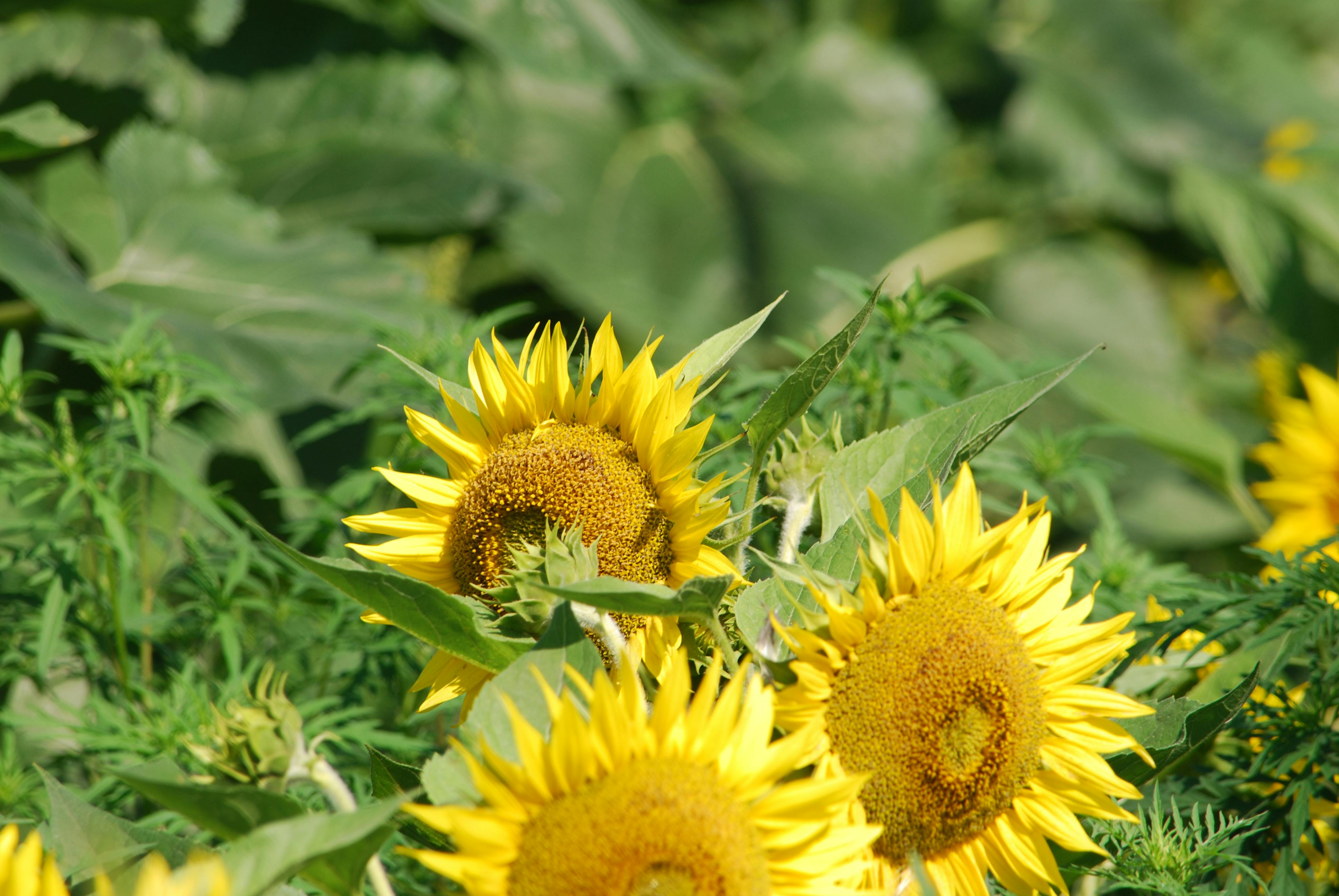 Pinterest Background Photos, Download The BEST Free Pinterest ...