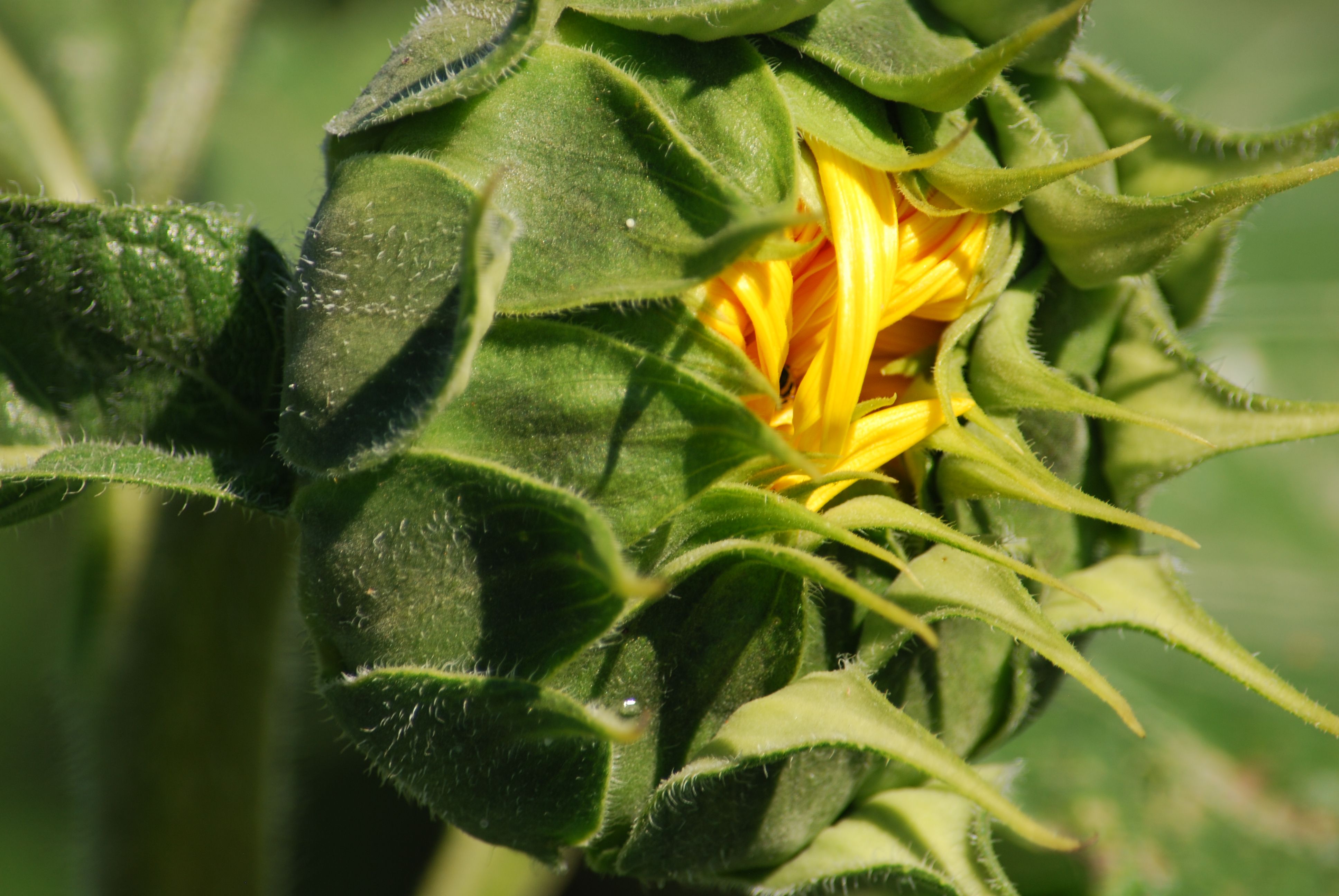 Close-Up of Sunflower Bud Partially Blooming · Free Stock Photo