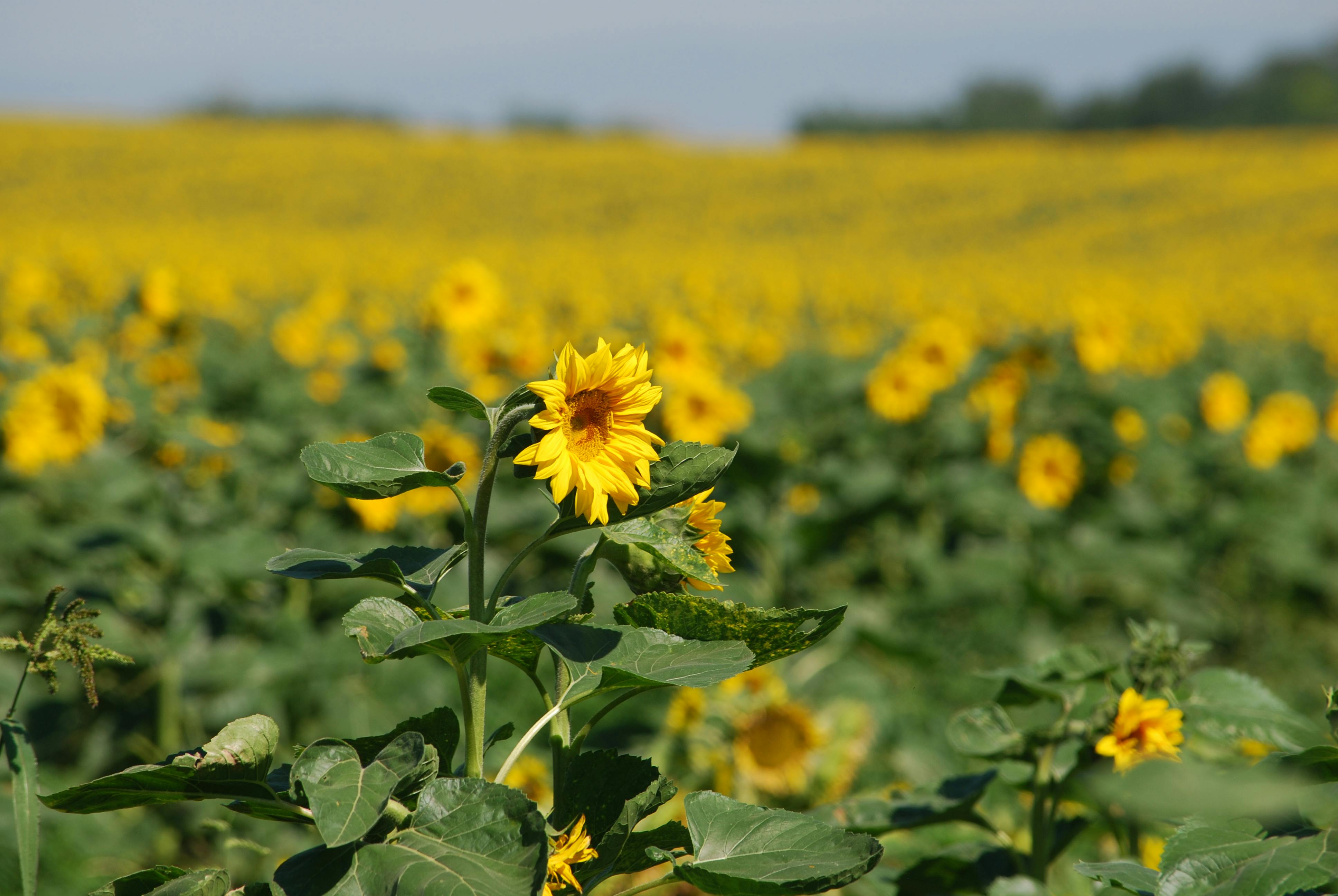 Flower Without Background Photos, Download The BEST Free Flower Without ...