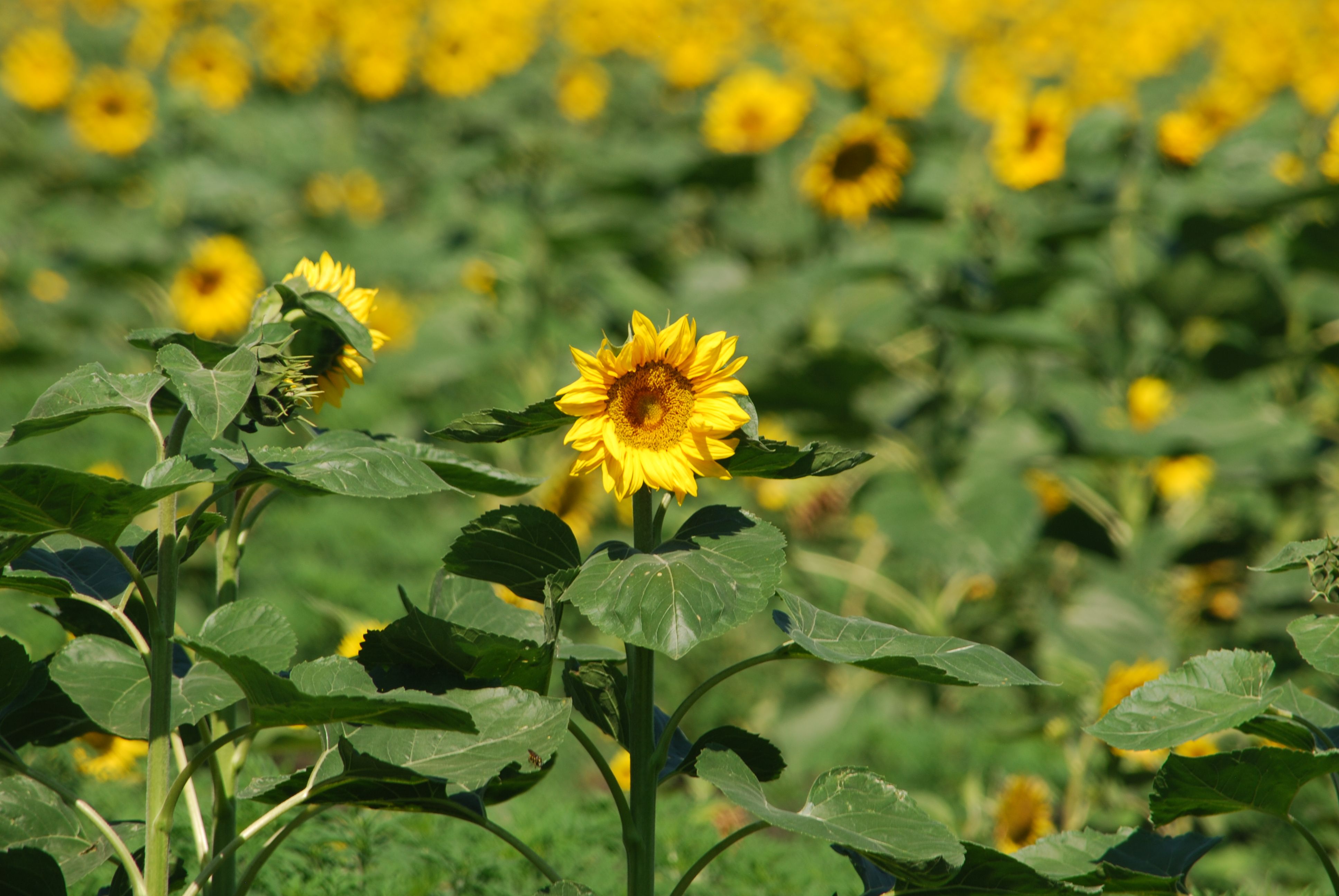 Summer Season Outline Photos, Download The BEST Free Summer Season ...