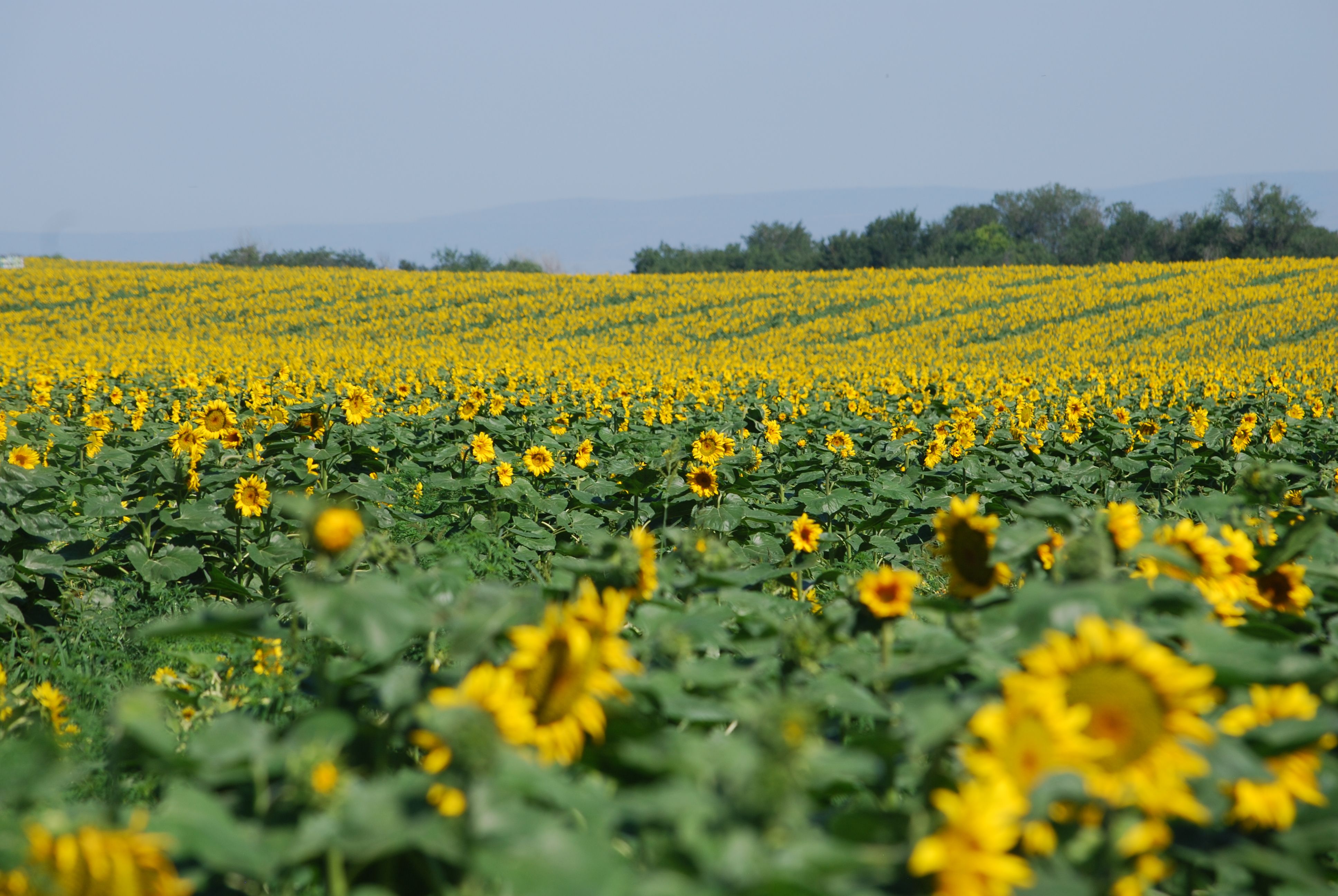 Laura+Wilson+Farms+Bikini Photos, Download The BEST Free Laura+Wilson ...