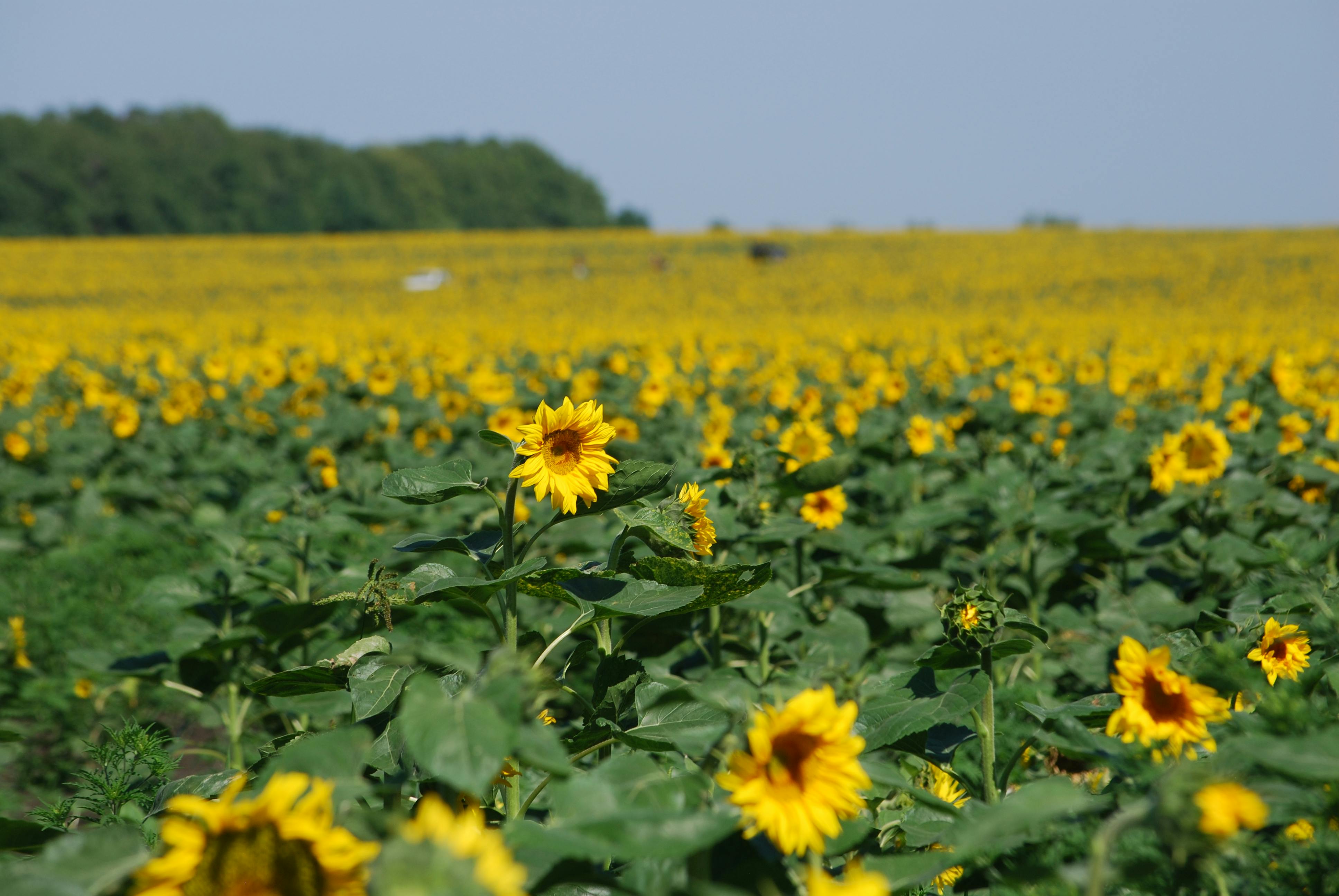 Land+Key+Images Photos, Download The BEST Free Land+Key+Images Stock ...