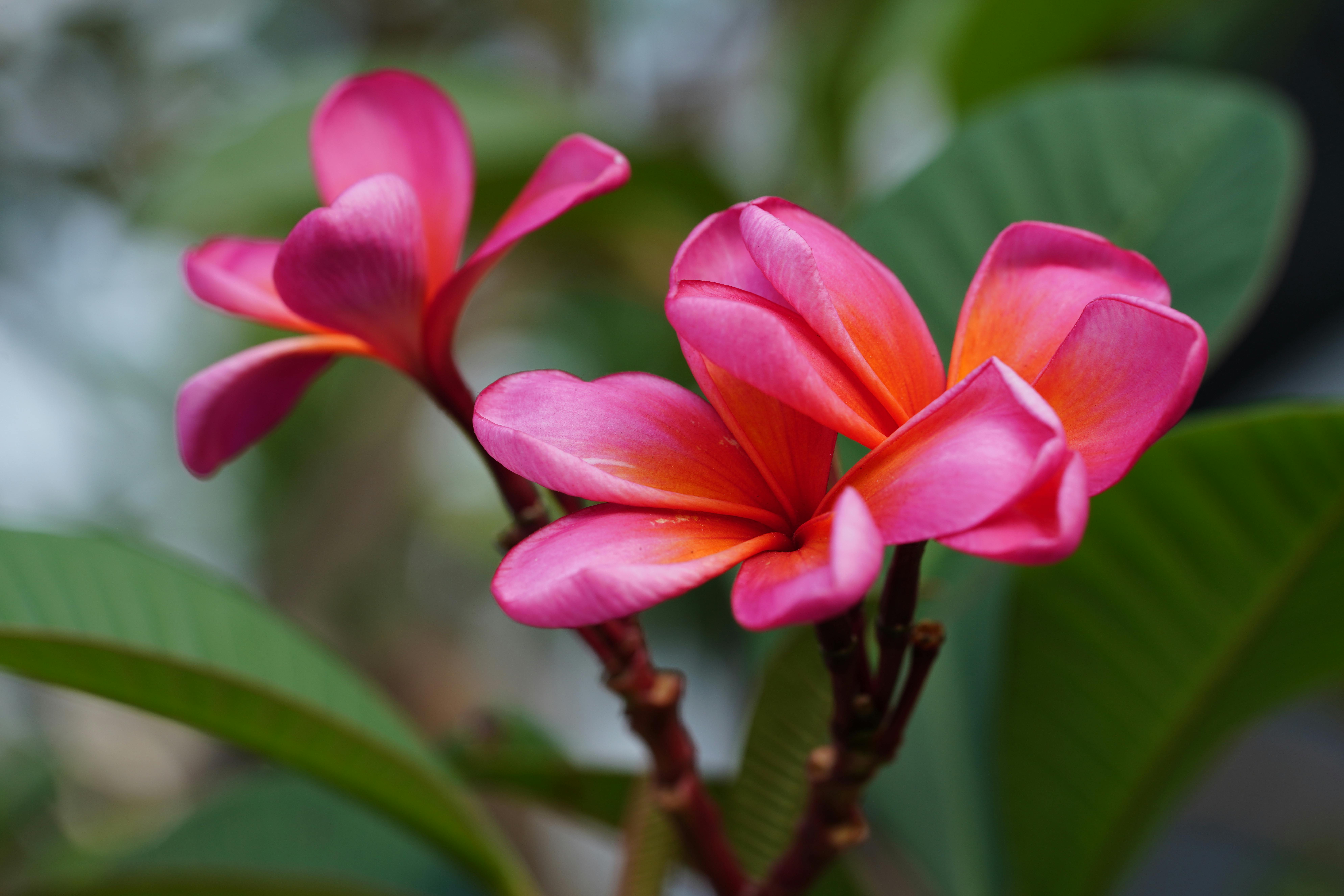 Fleurs De Frangipanier Rose Vif En Pleine Floraison · Photo gratuite