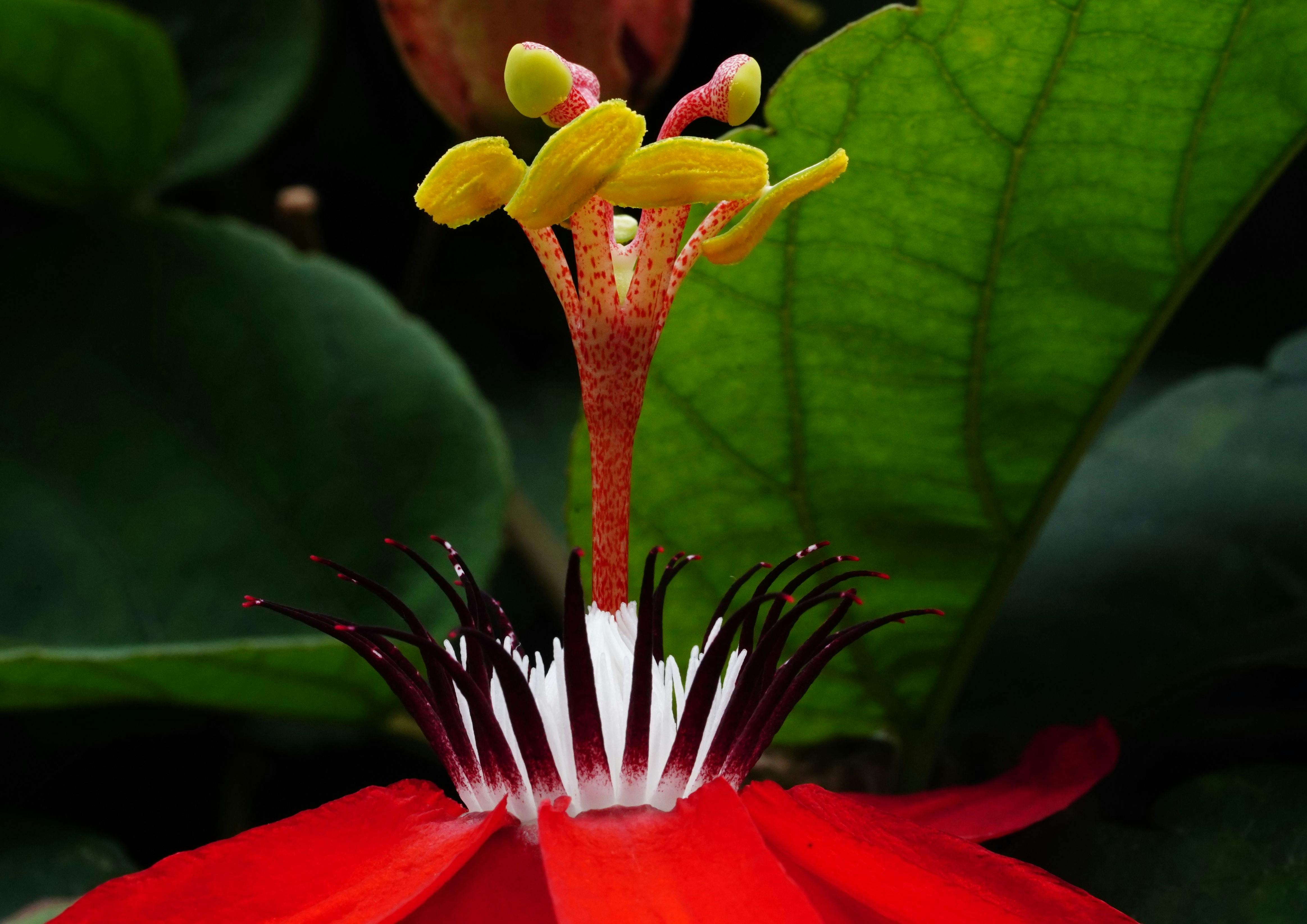 Gulab Flower Background Photos, Download The BEST Free Gulab Flower ...