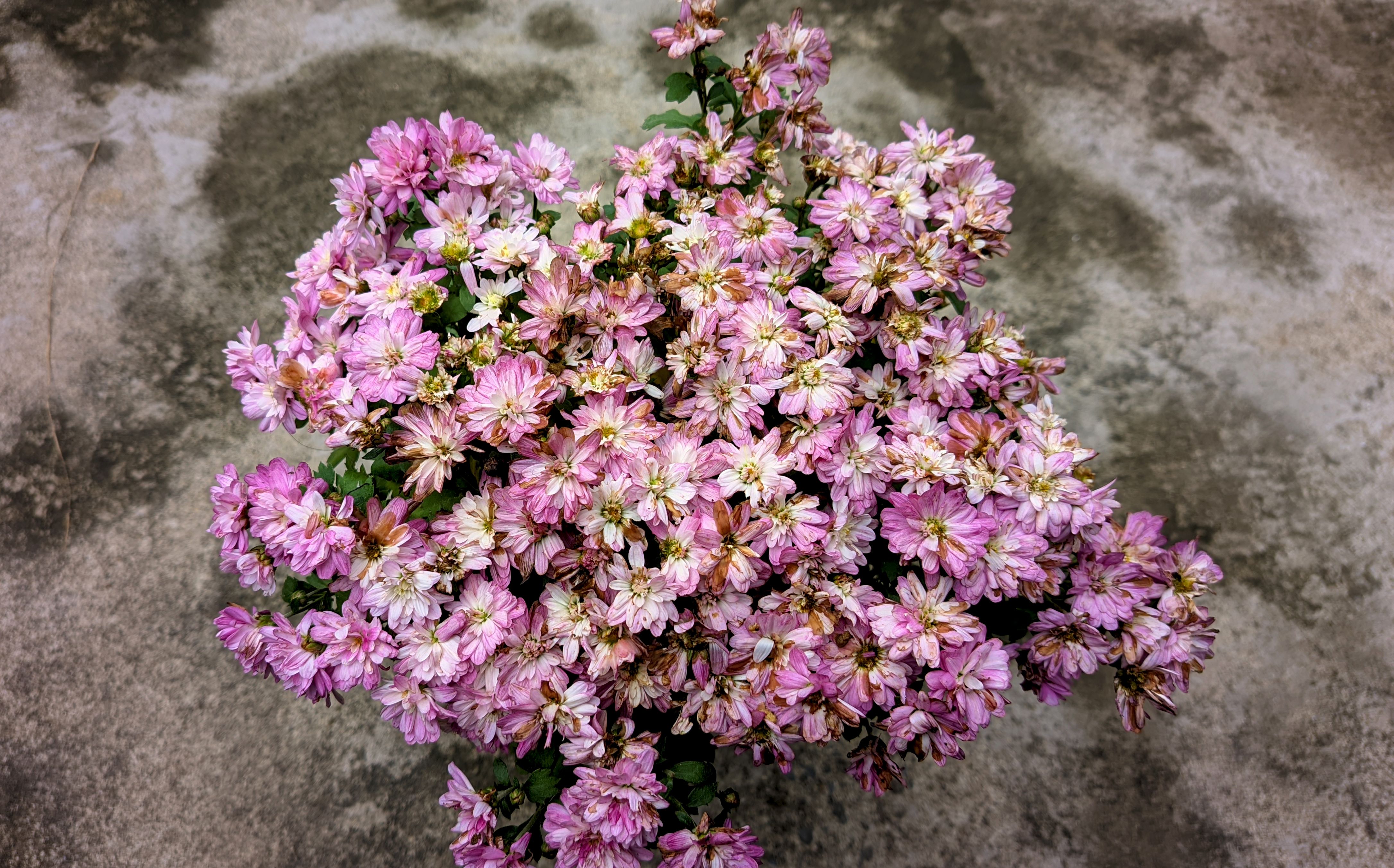Mandy Flower Photos, Download The BEST Free Mandy Flower Stock Photos ...