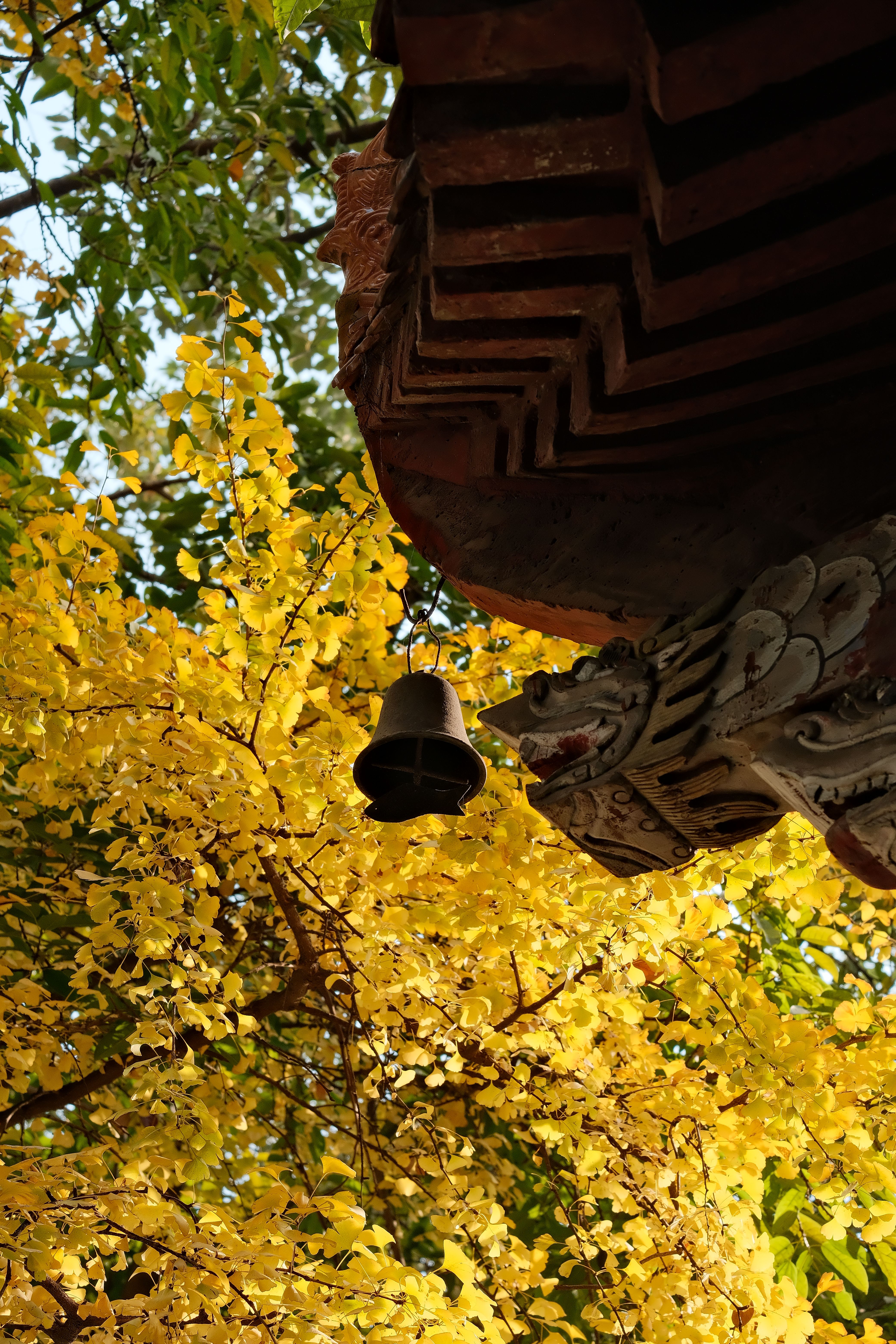 Ancient Temple Roof with Autumn Ginkgo Tree · Free Stock Photo