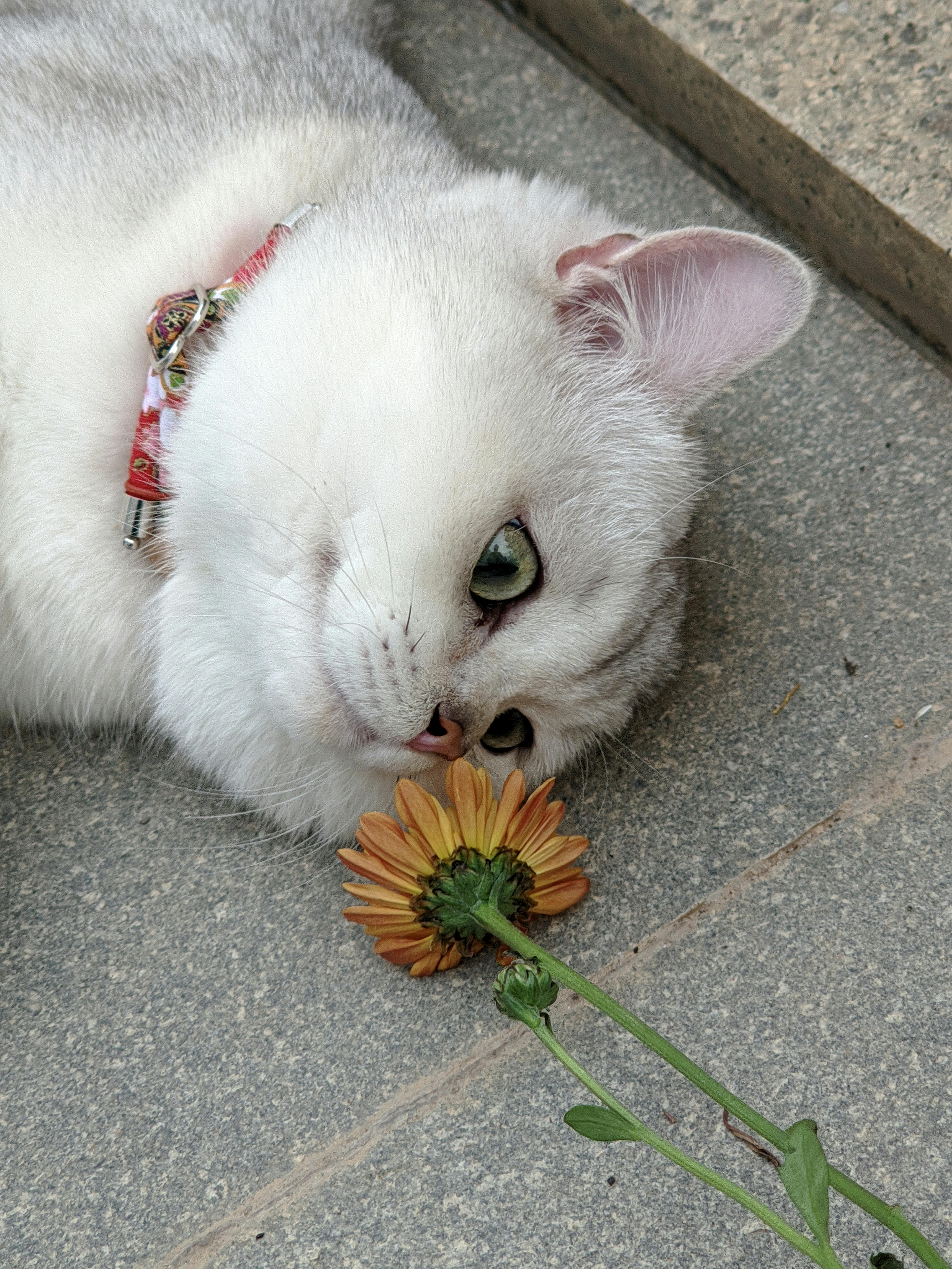 281.047+ Fotos y Imágenes de Chatango+flowers Gratis · Banco de Fotos ...