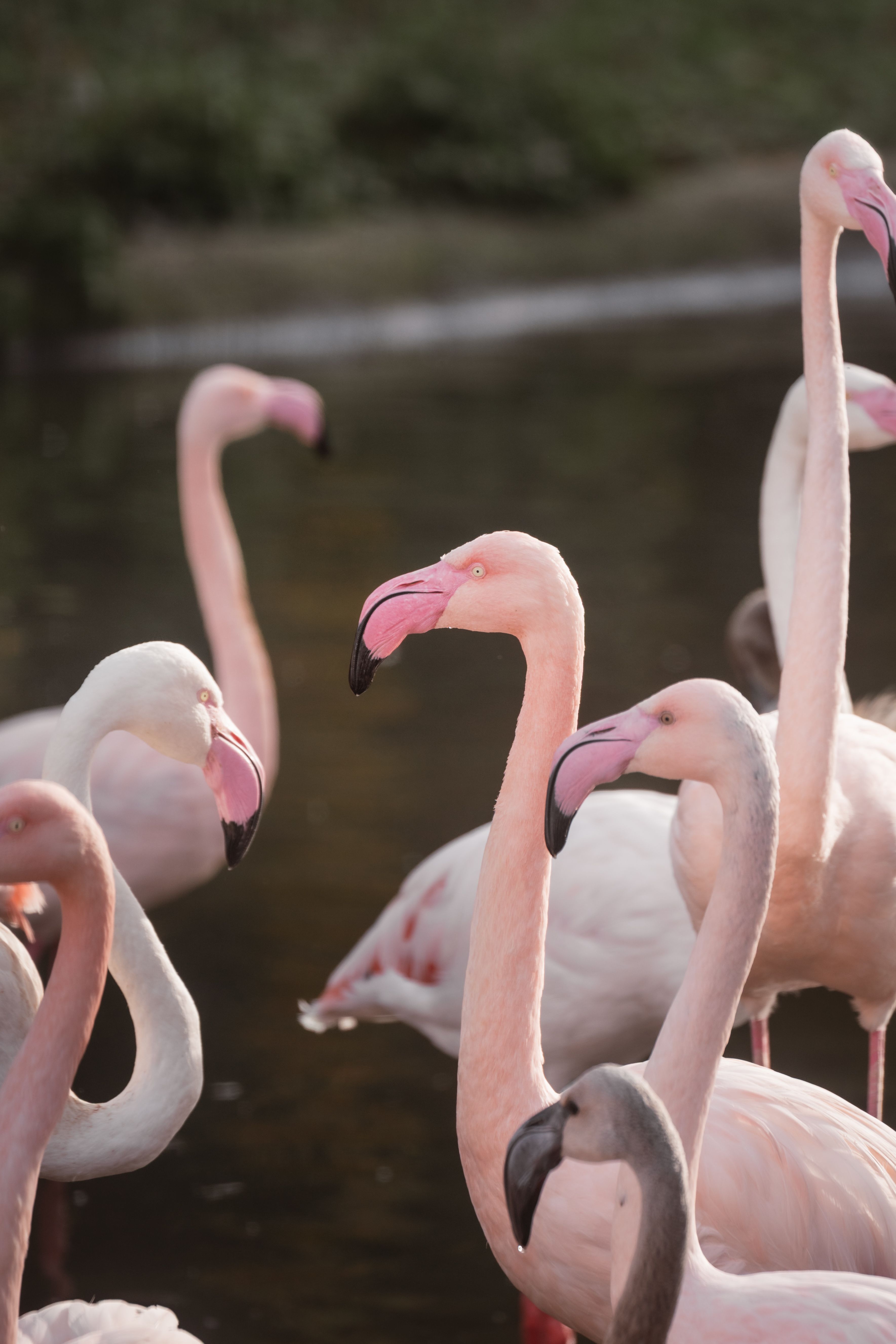 Elegant Flock of Flamingos in Sunlit Habitat · Free Stock Photo