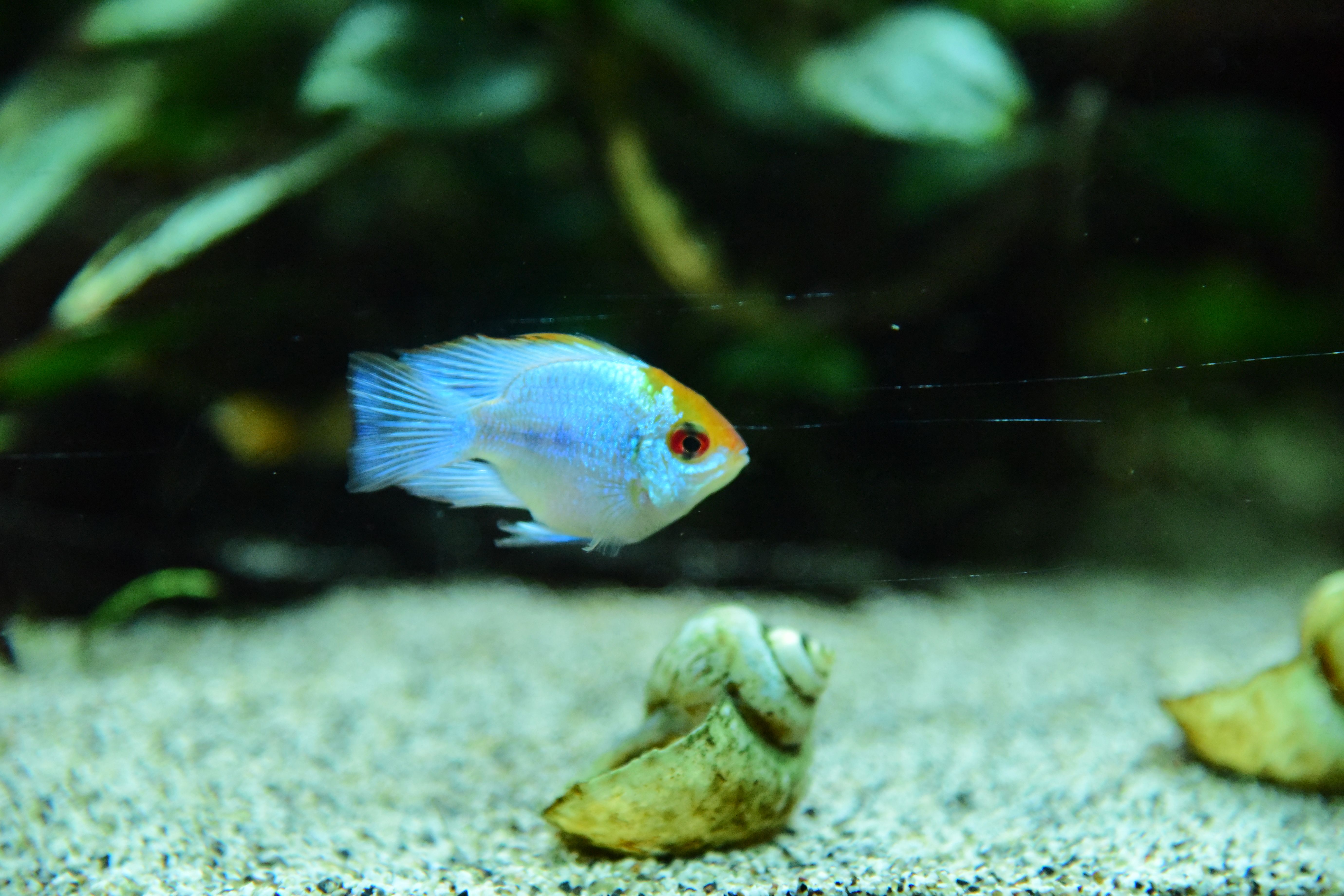 Colorful Tropical Fish in Aquarium with Shells · Free Stock Photo