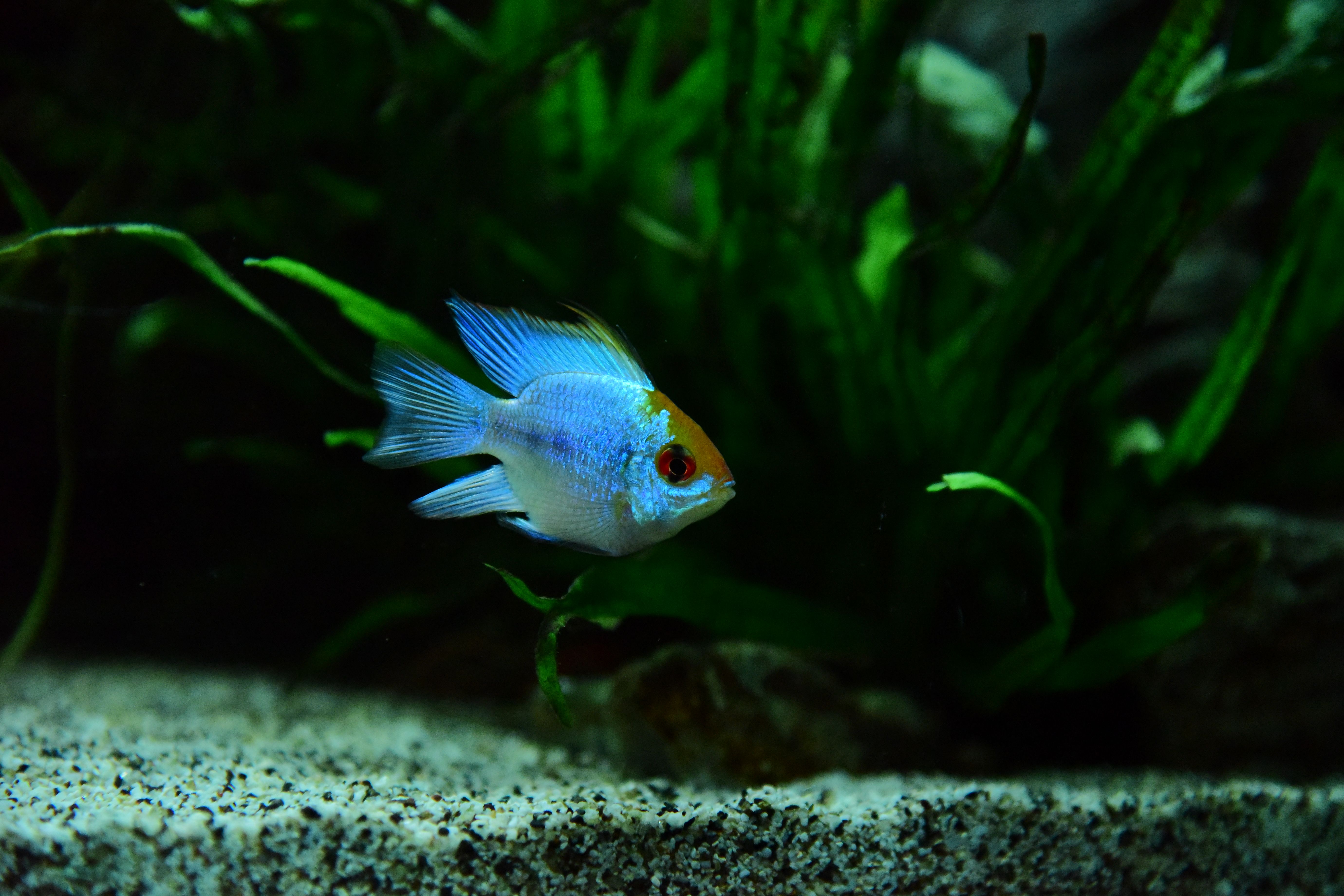 Blue Cichlid Swimming in Freshwater Aquarium · Free Stock Photo