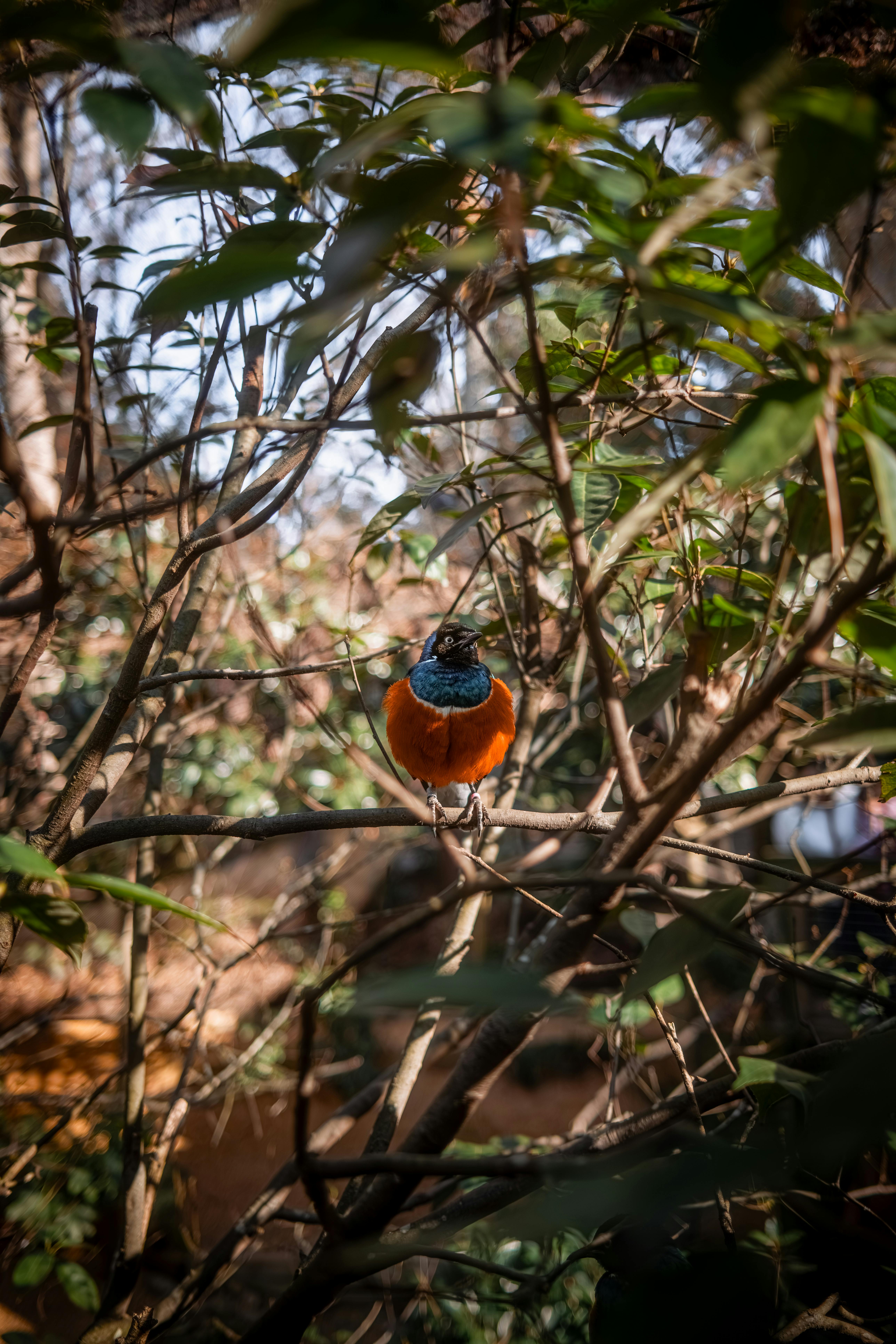 Free+Scripts+Download Photos, Download The BEST Free Free+Scripts ...