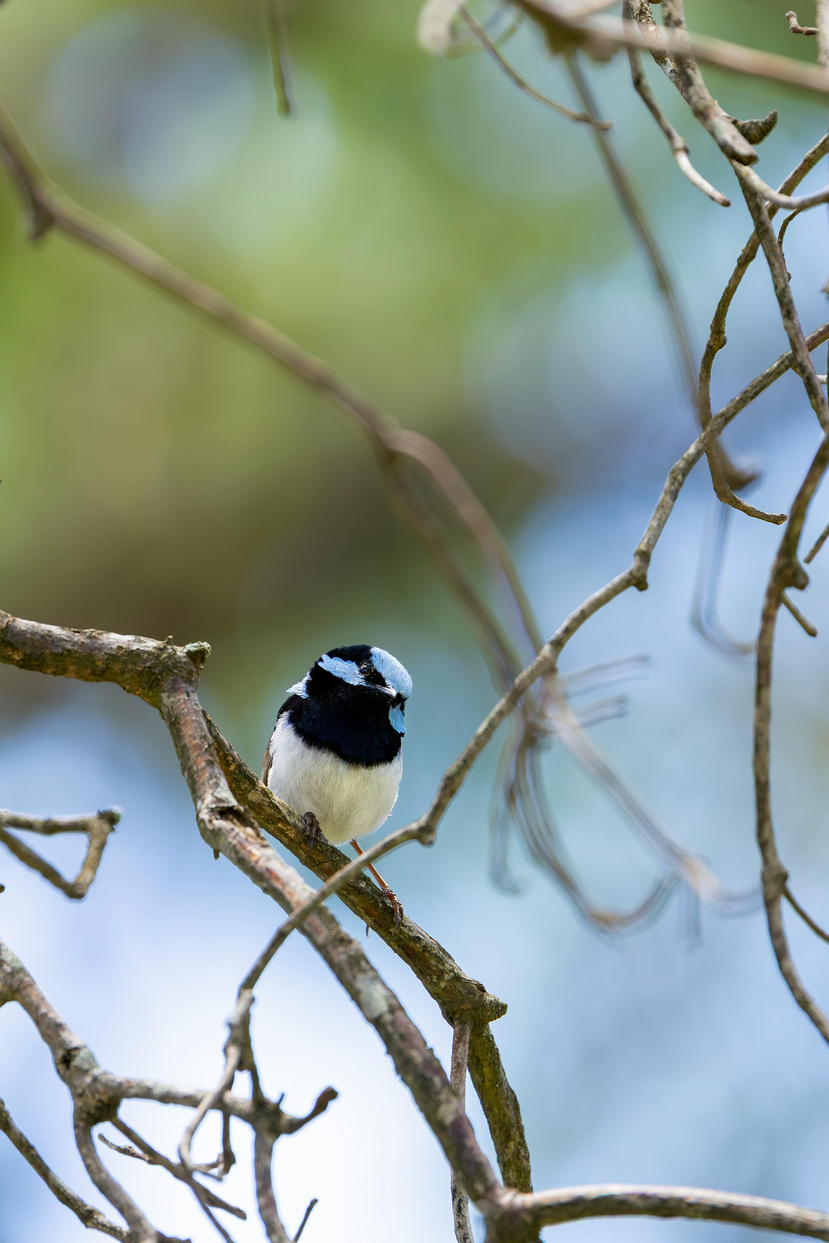 Fairies Photos, Download The BEST Free Fairies Stock Photos & HD Images