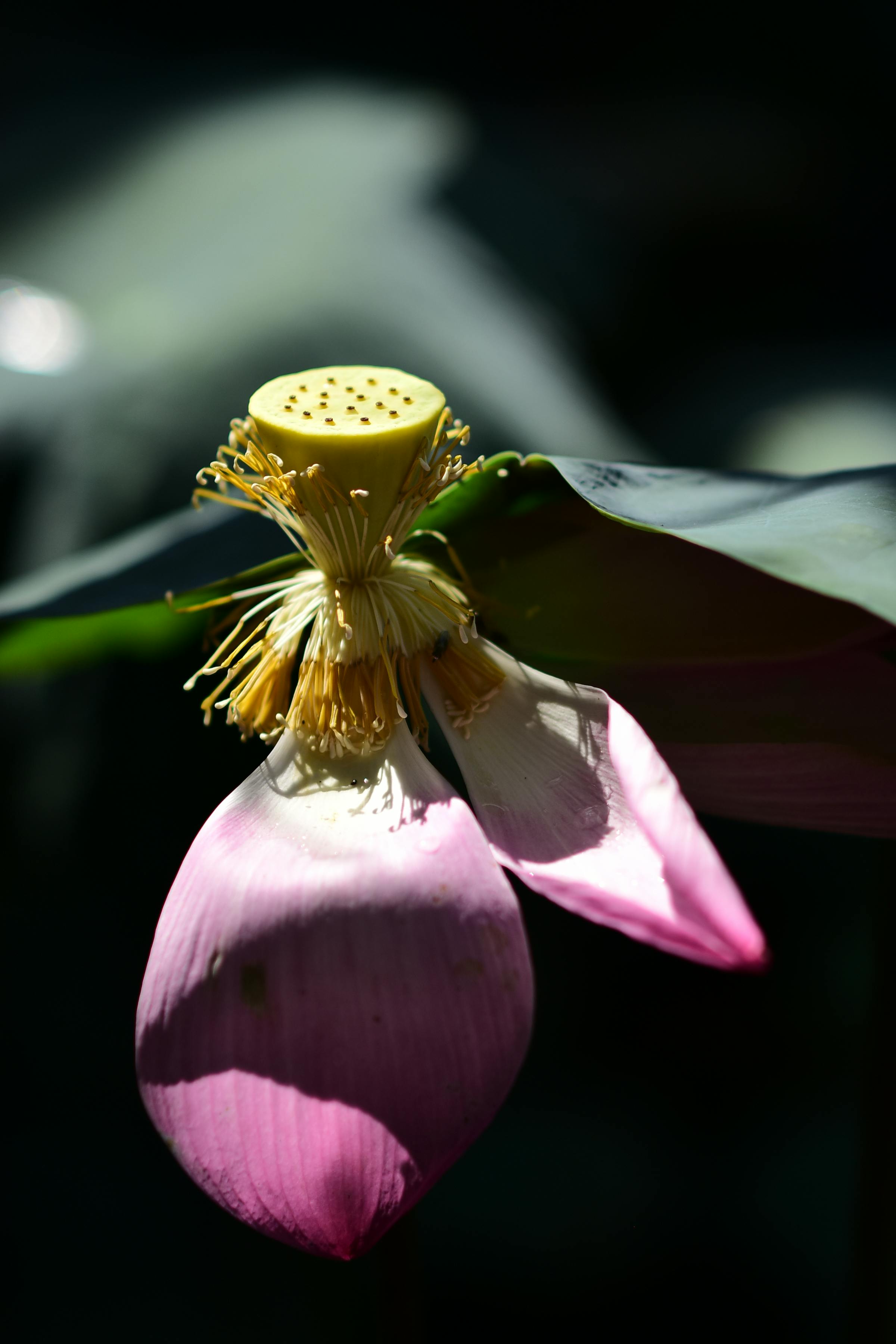 Stigma Photos, Download The BEST Free Stigma Stock Photos & HD Images