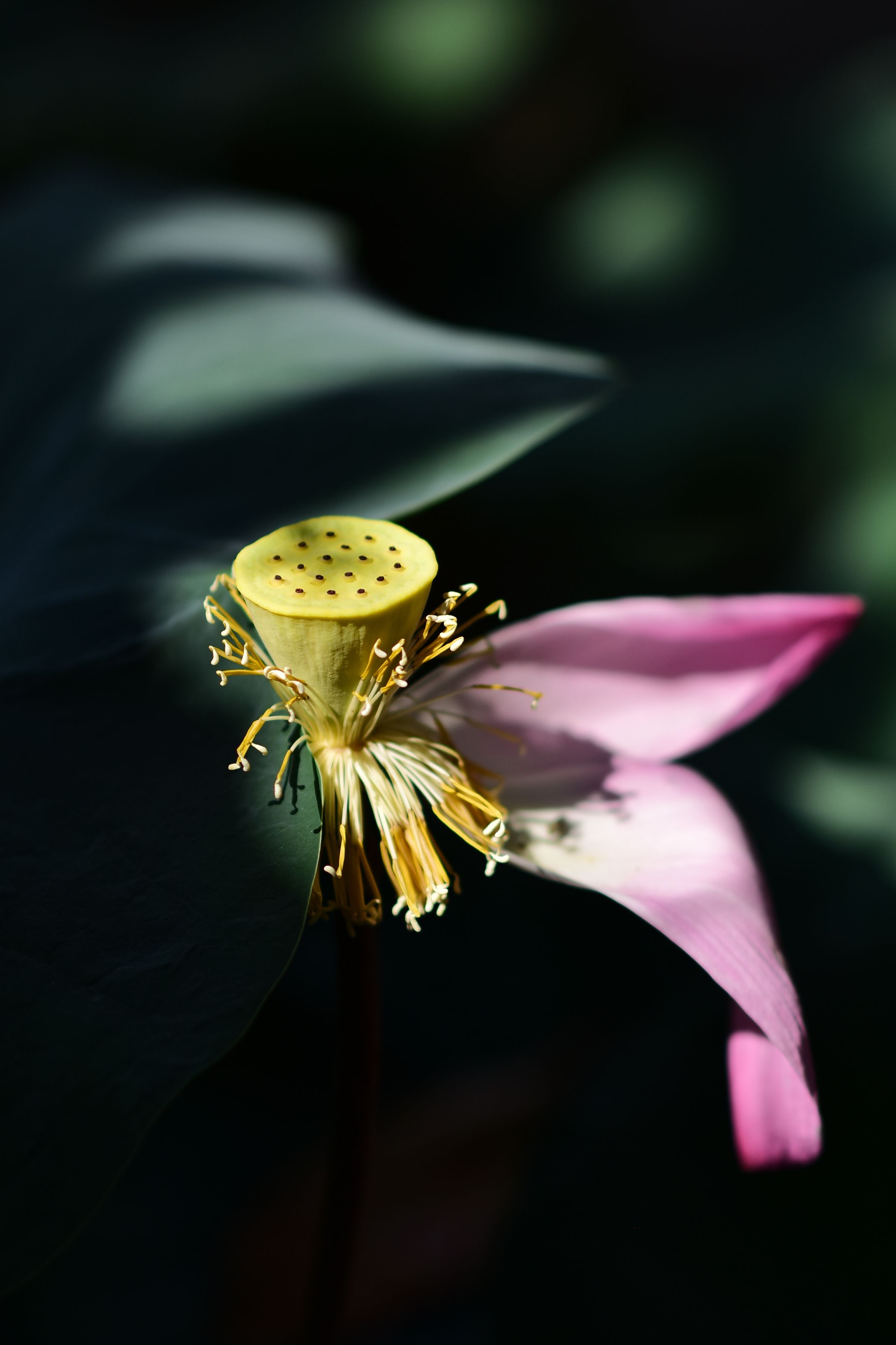 Close-Up of Lotus Flower with Shadow Play · Free Stock Photo