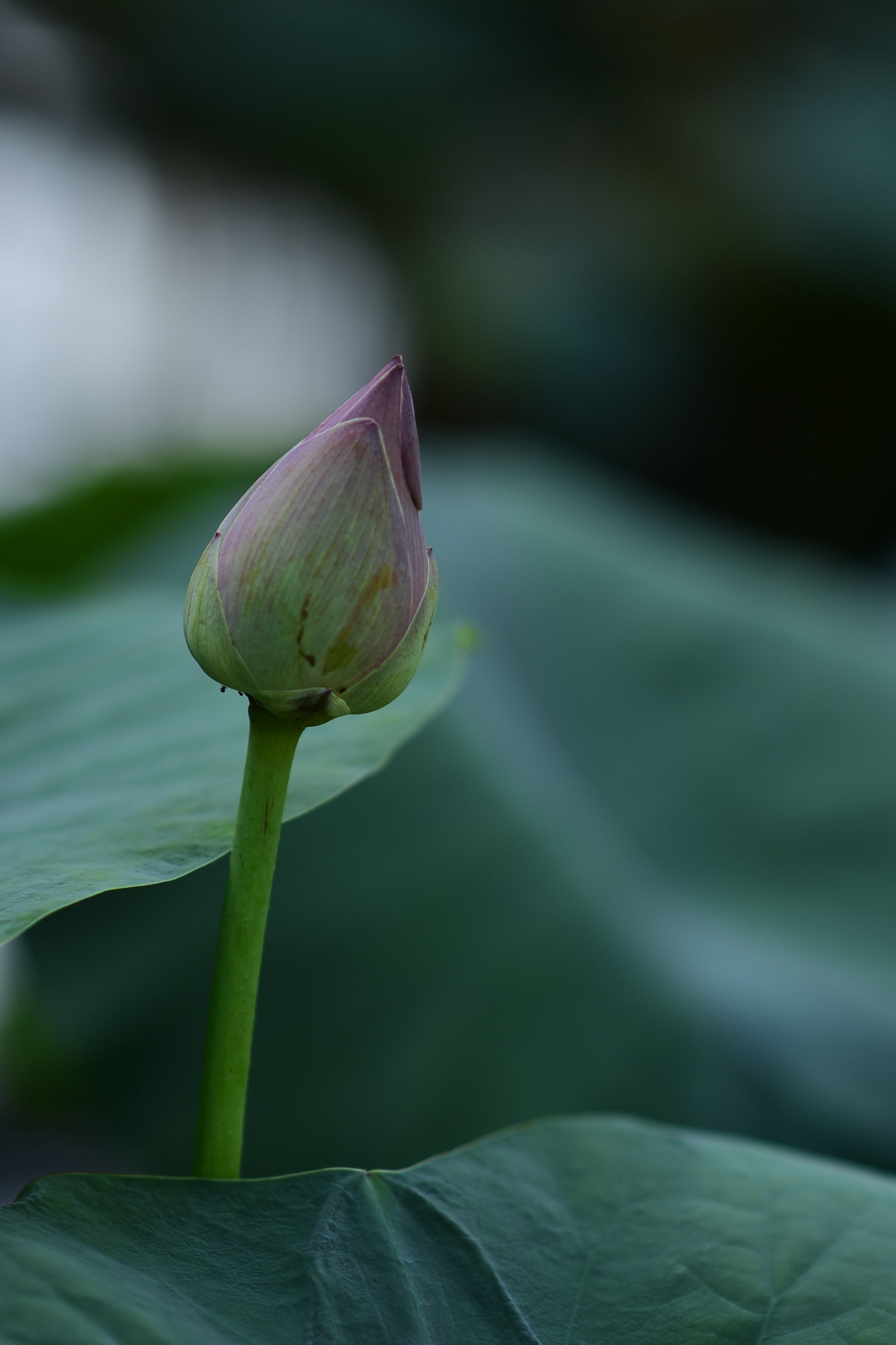 Close-up of a Lotus Bud in Natural Light · Free Stock Photo