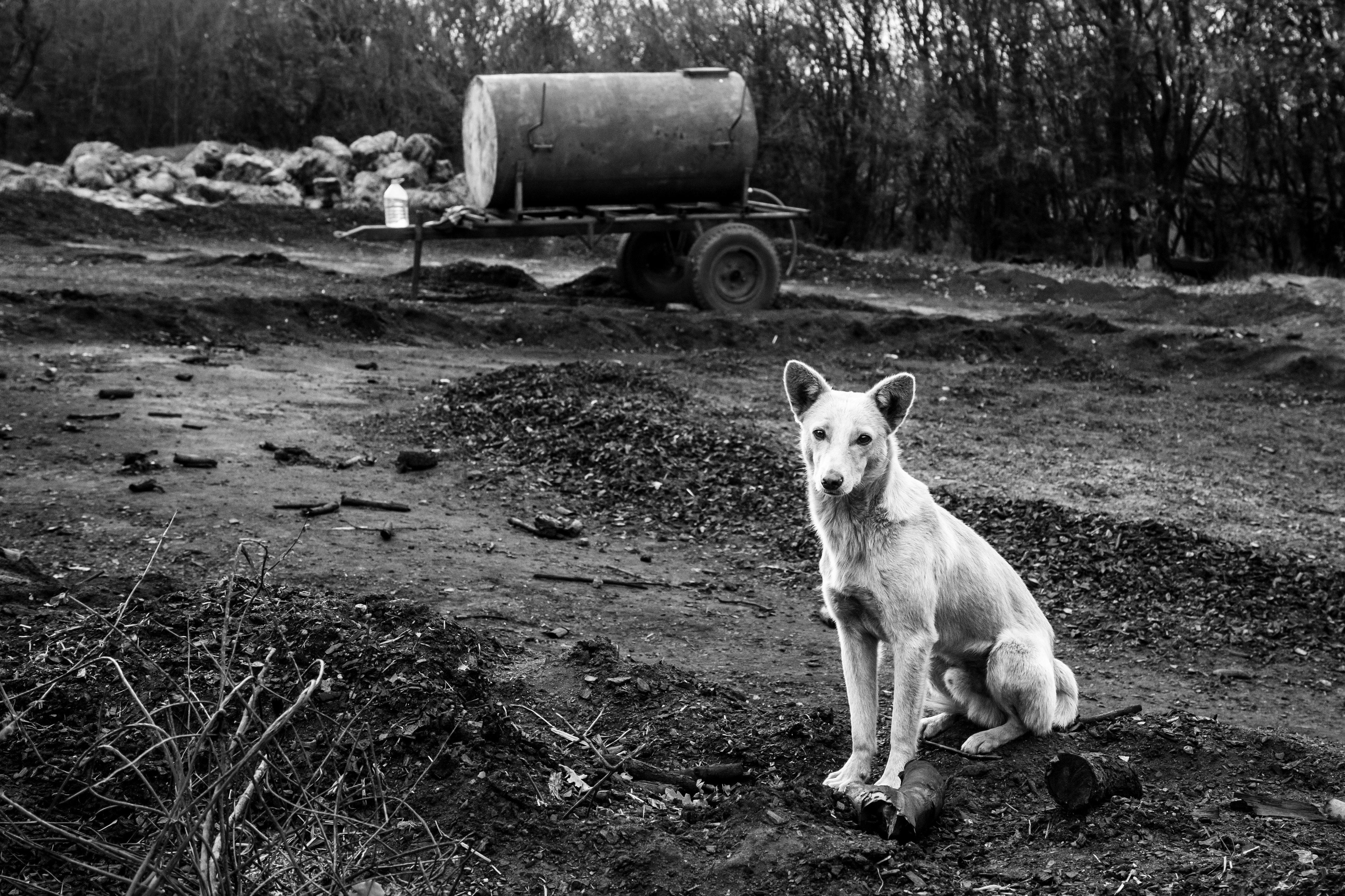 Adaptation Photos, Download The BEST Free Adaptation Stock Photos & HD ...