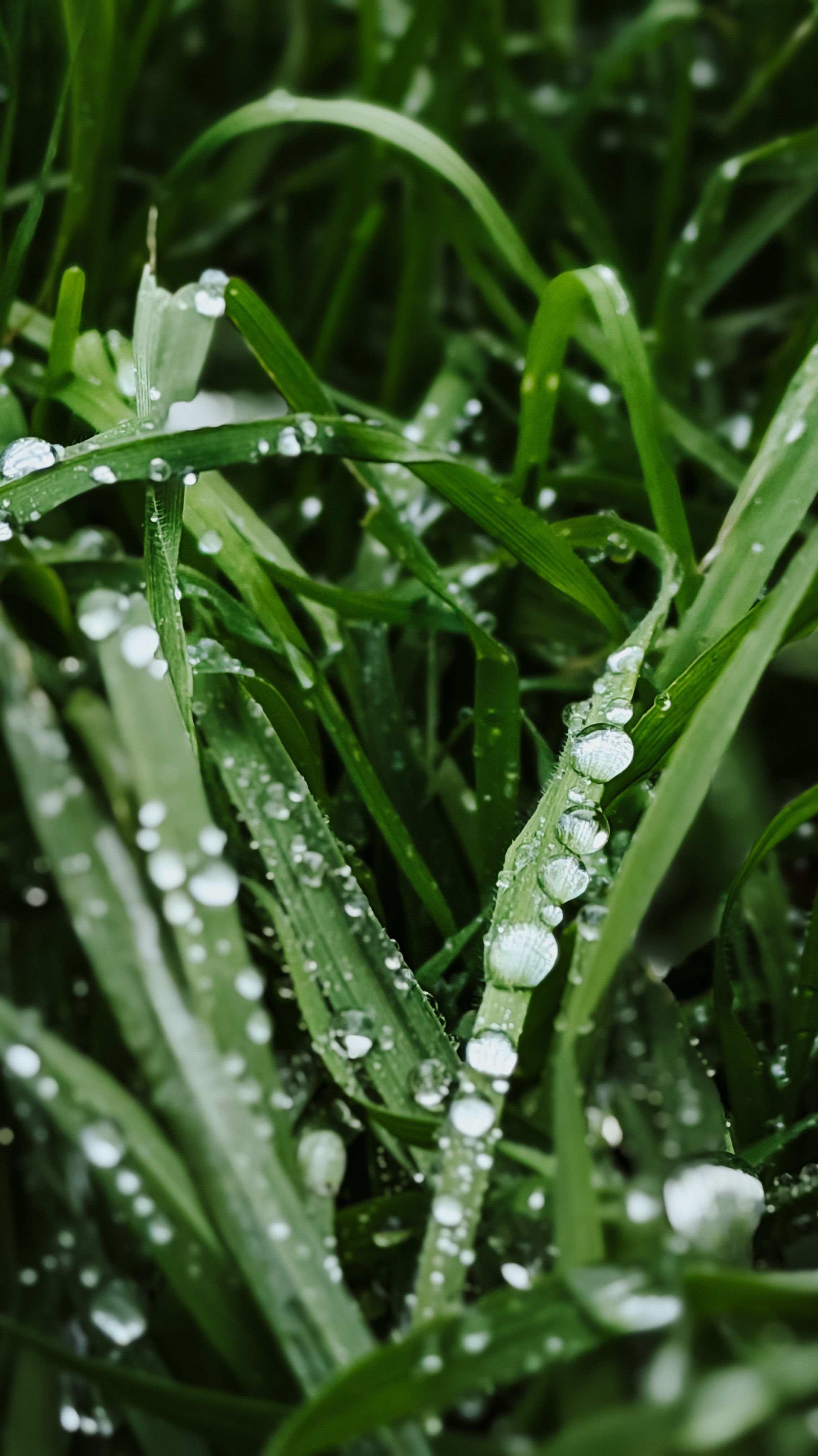 close-up-of-dew-studded-grass-blades-in-stanbul-free-stock-photo