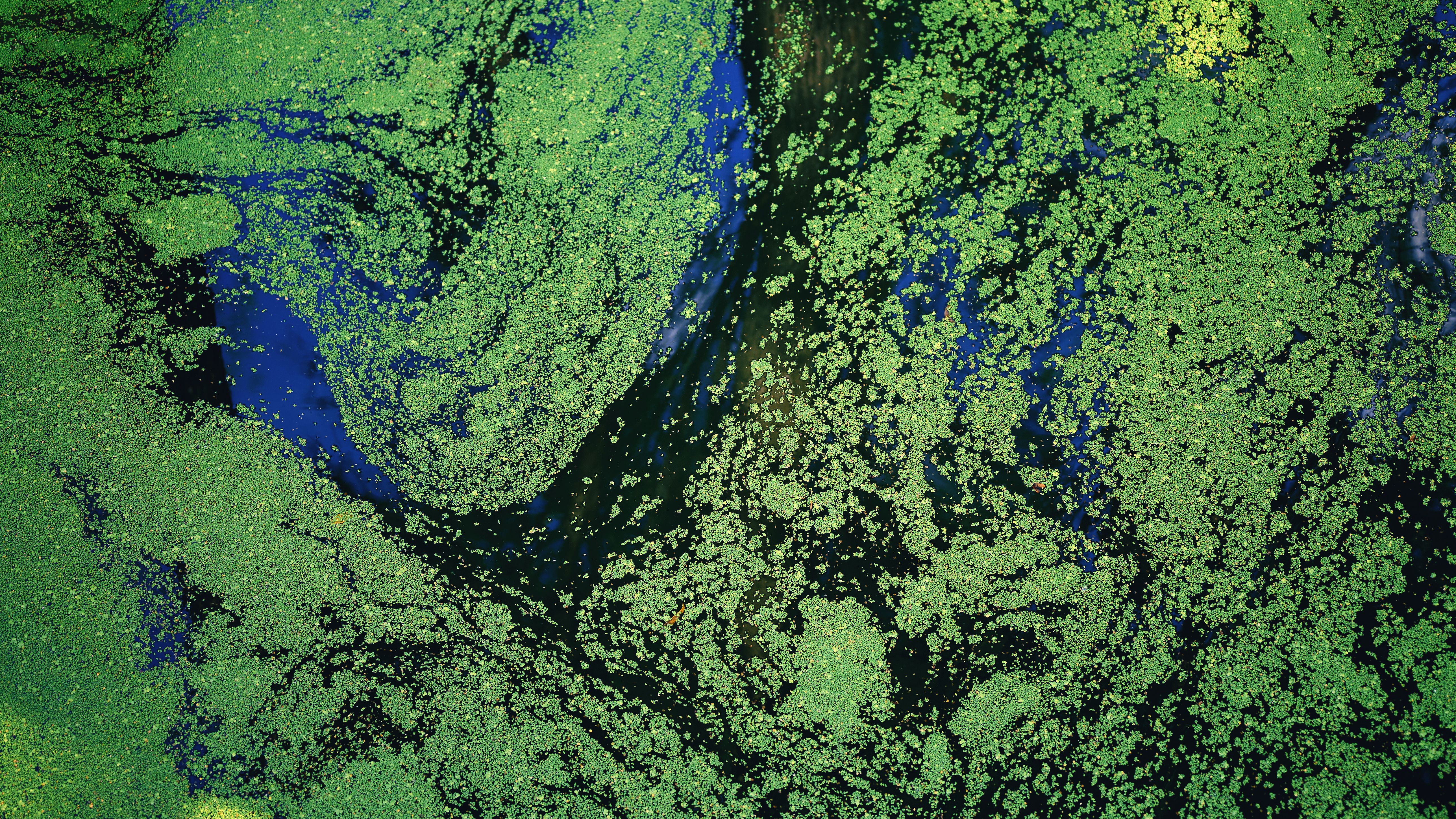 Algae Photos, Download The BEST Free Algae Stock Photos & HD Images
