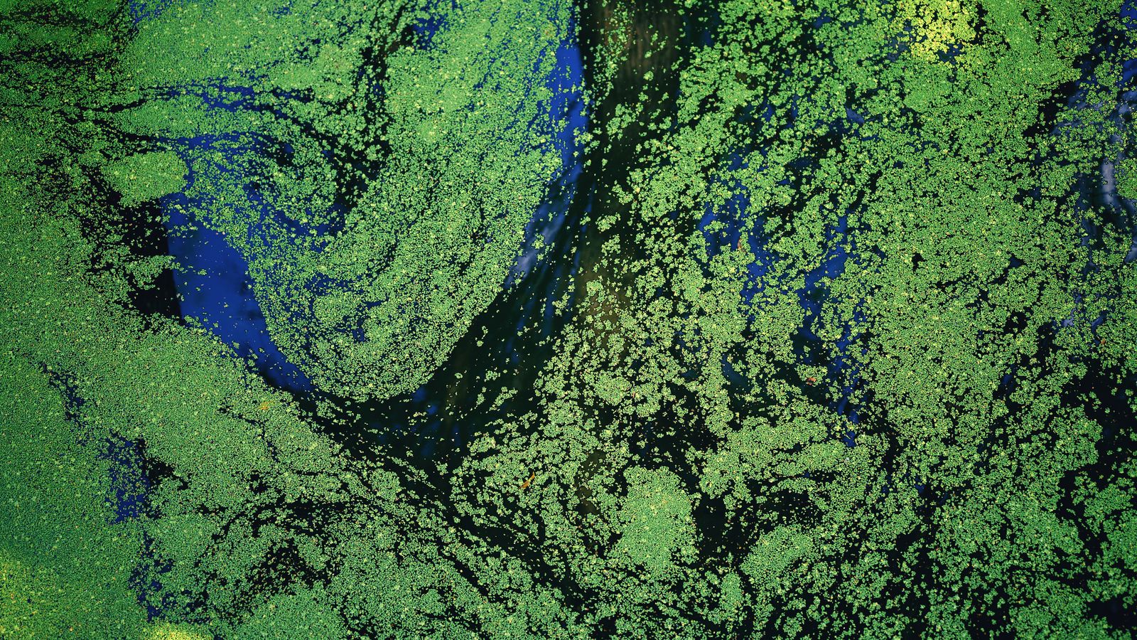 Algae Photos, Download The BEST Free Algae Stock Photos & HD Images