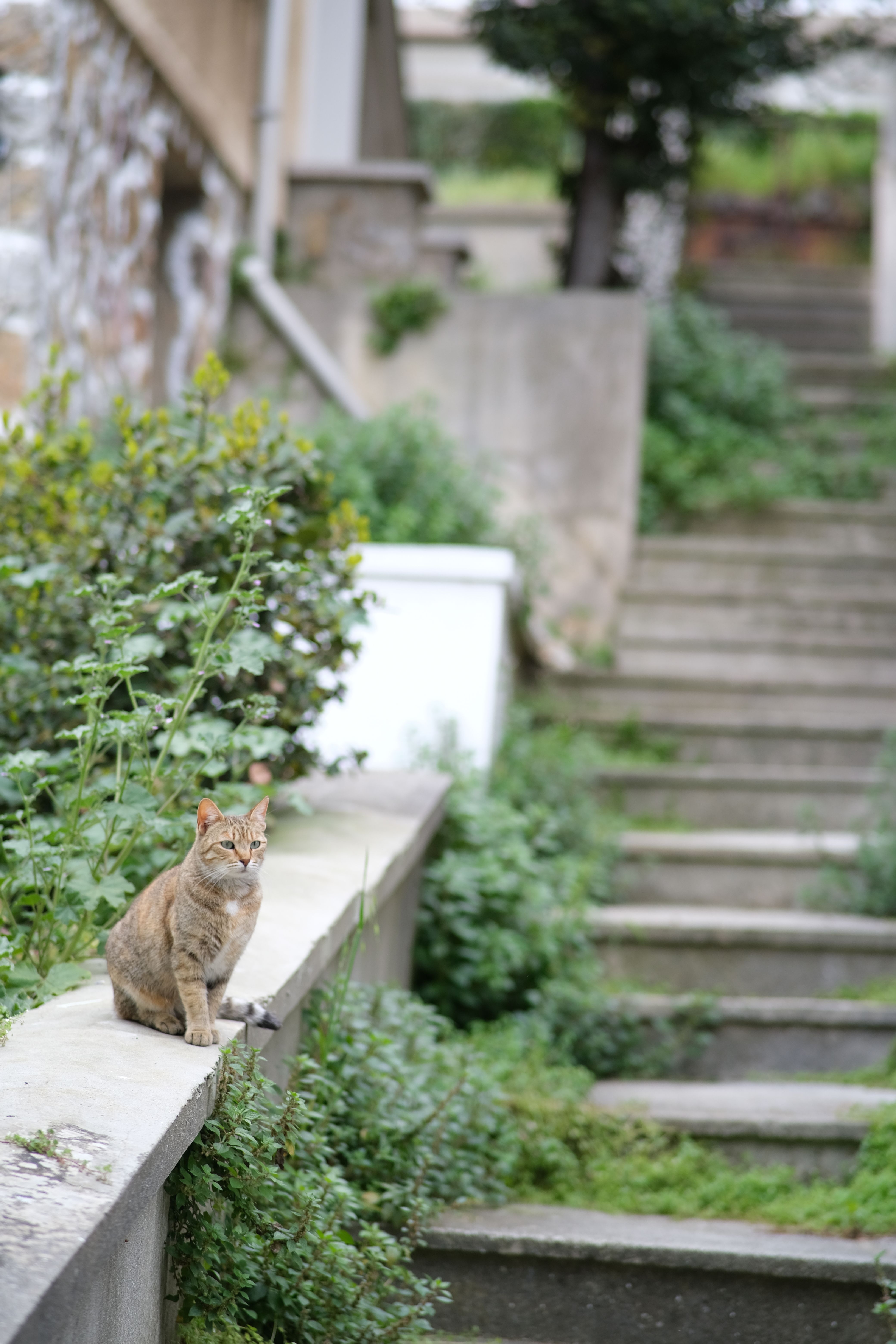 Cat Giving The Middle Finger Photos, Download The BEST Free Cat Giving ...