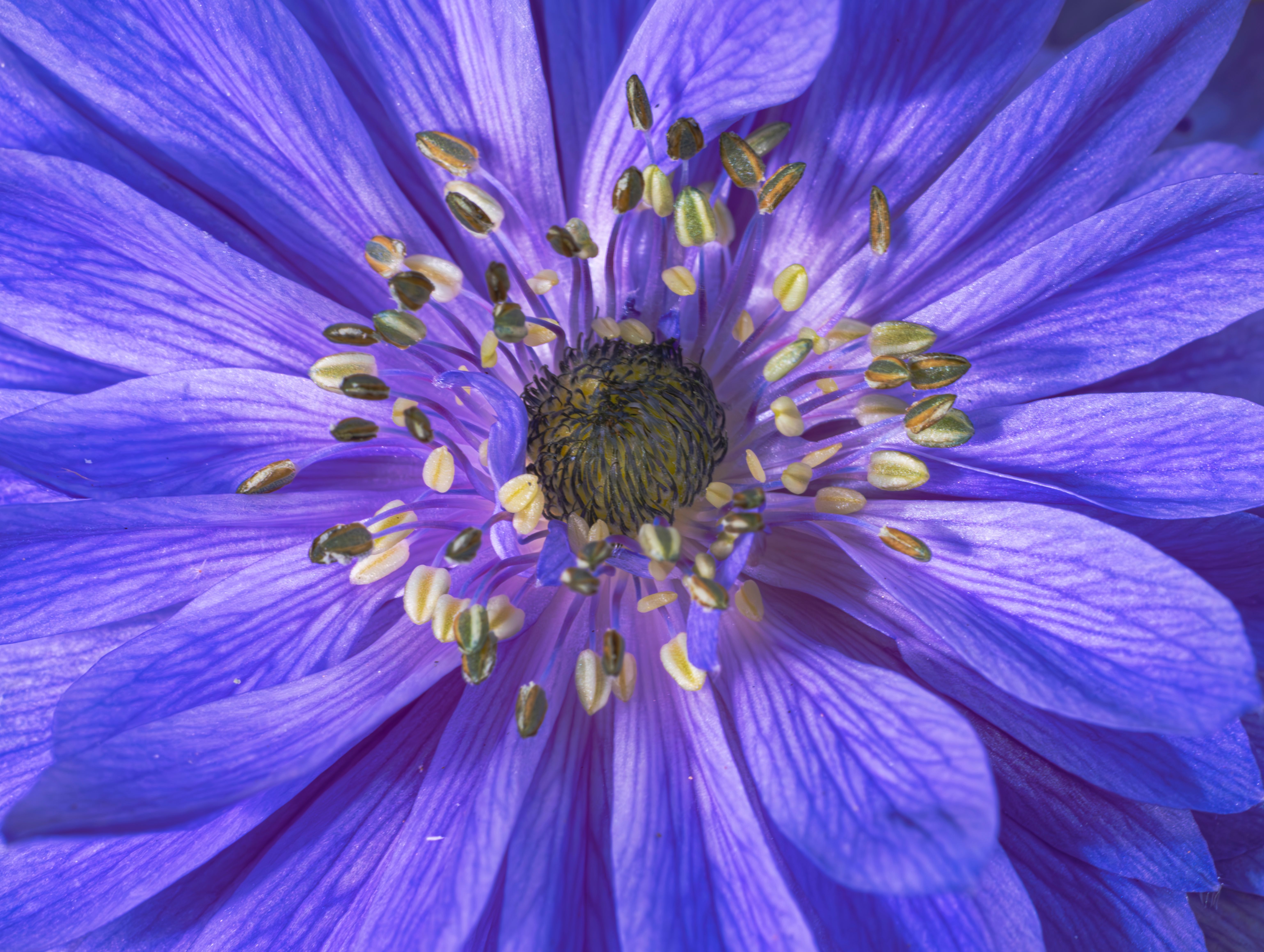 Close-up of Vibrant Purple Flower with Stamens · Free Stock Photo