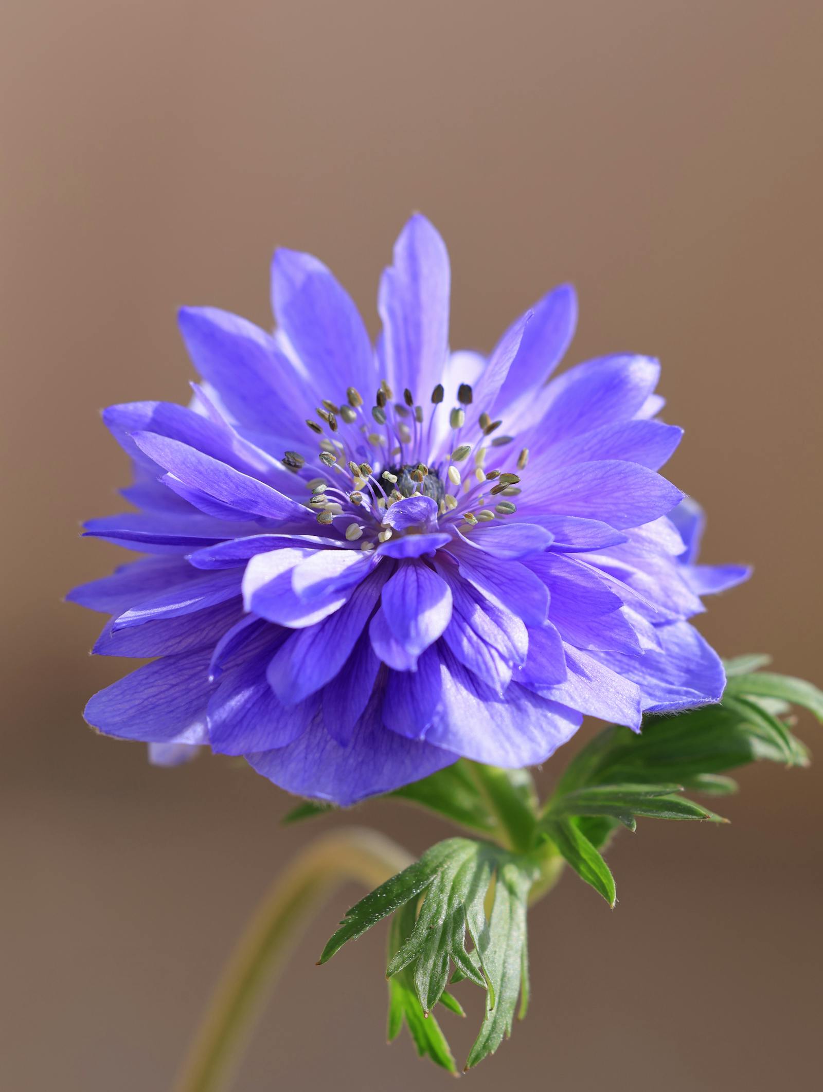 Flower Without Background Photos, Download The BEST Free Flower Without ...