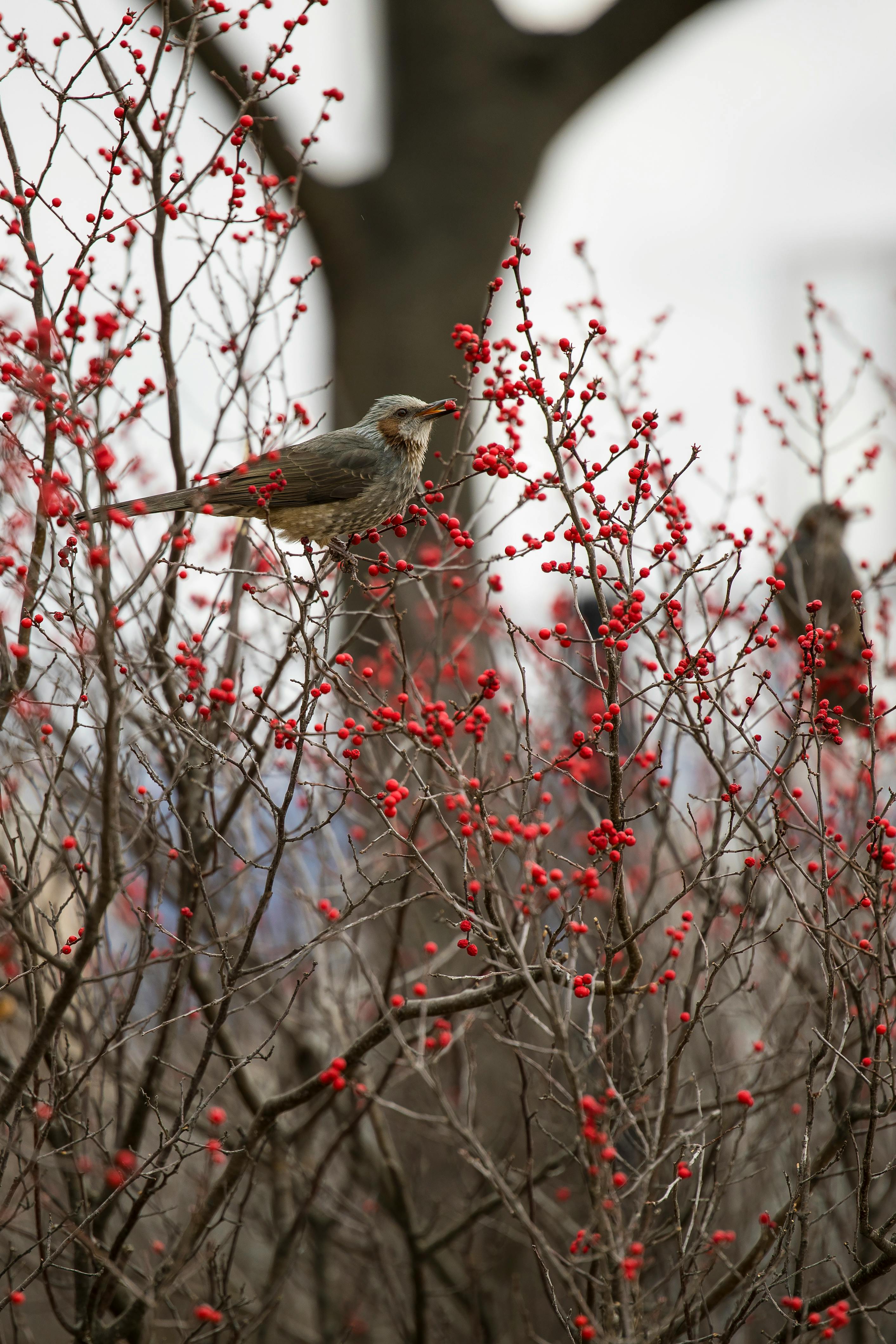 Download+Hashihime+Free Photos, Download The BEST Free Download ...