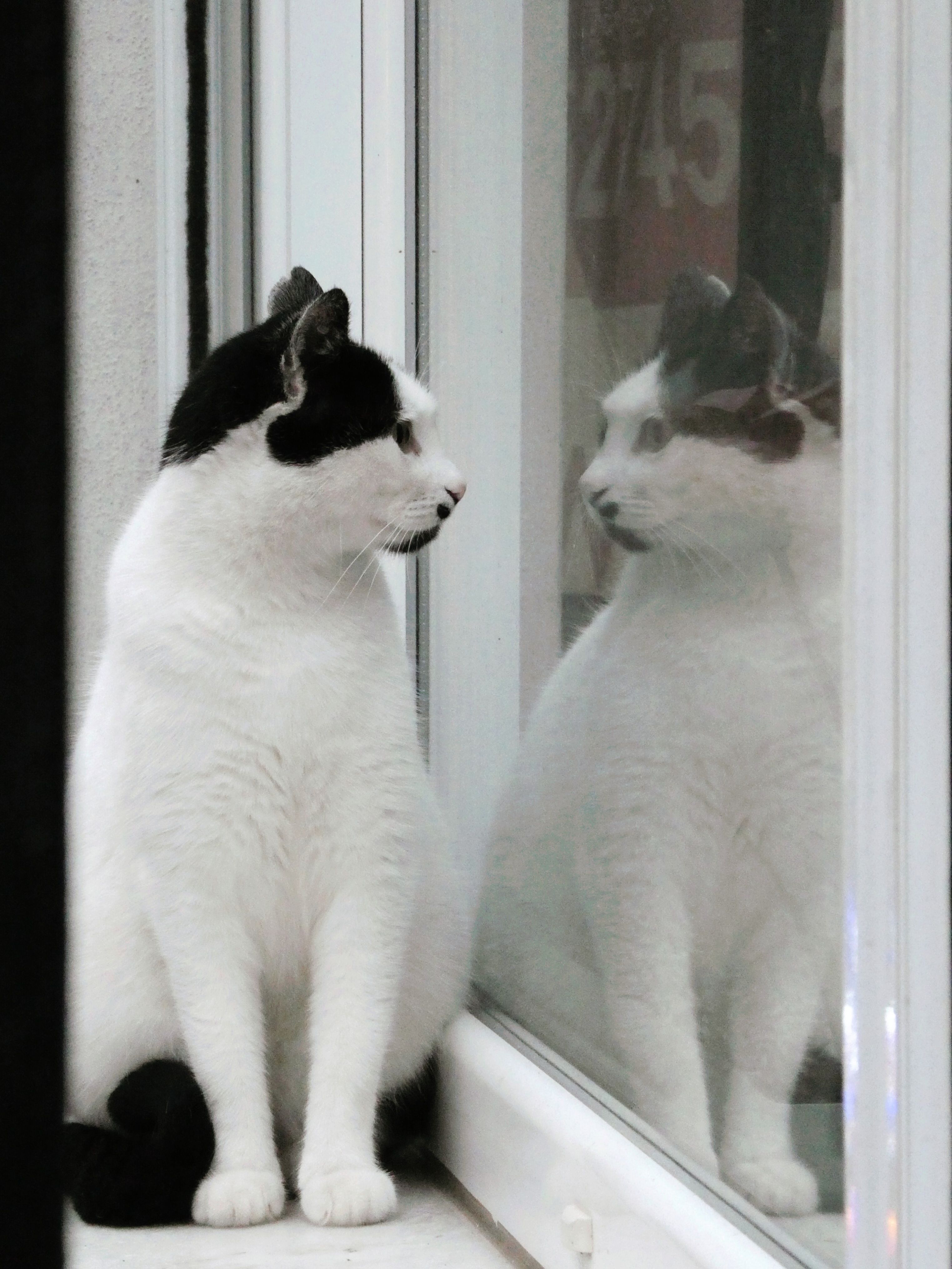 Bossy Cat Wallpaper Photos, Download The BEST Free Bossy Cat Wallpaper ...