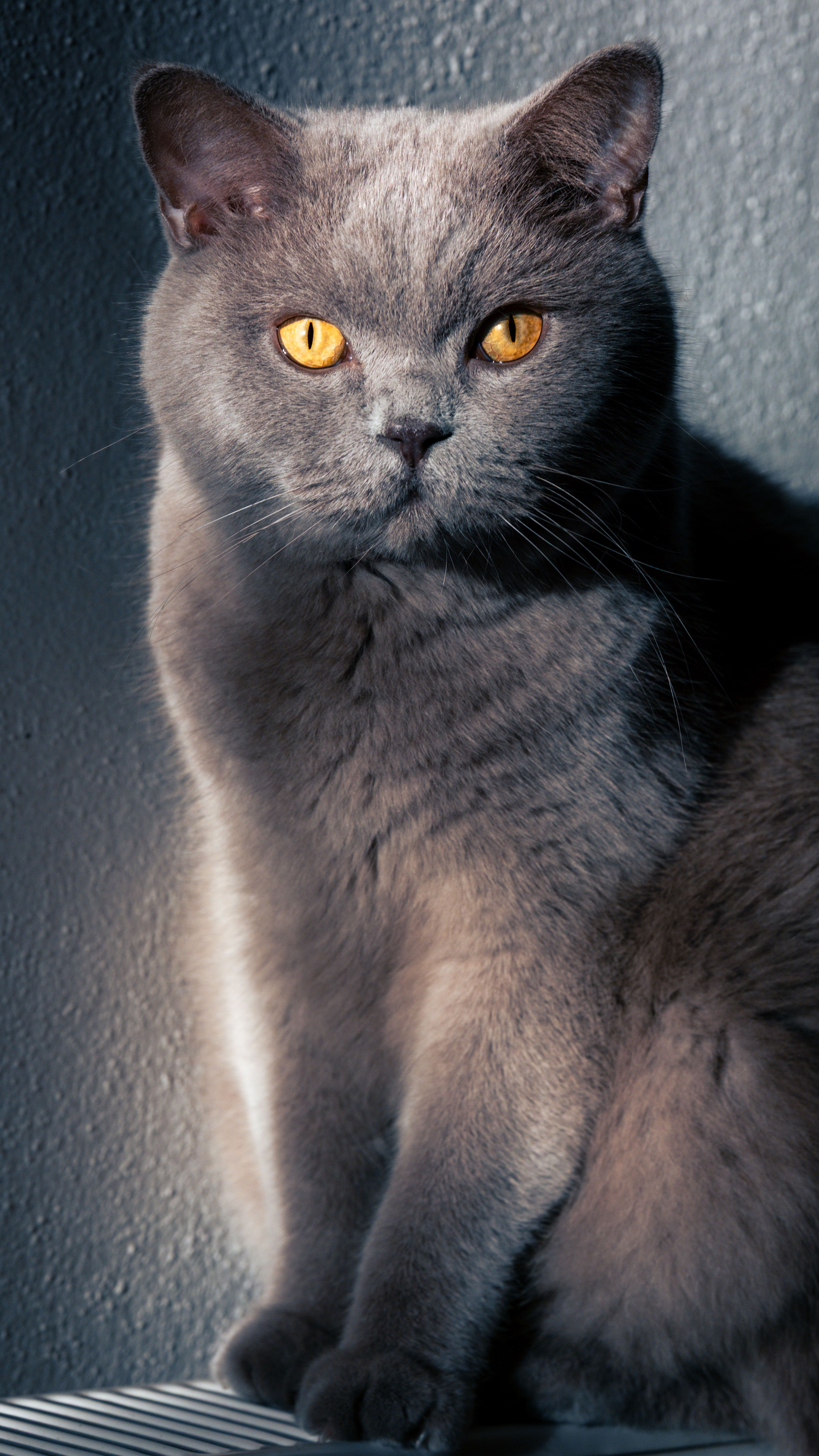 Maxwell The Cat Photos, Download The BEST Free Maxwell The Cat Stock ...