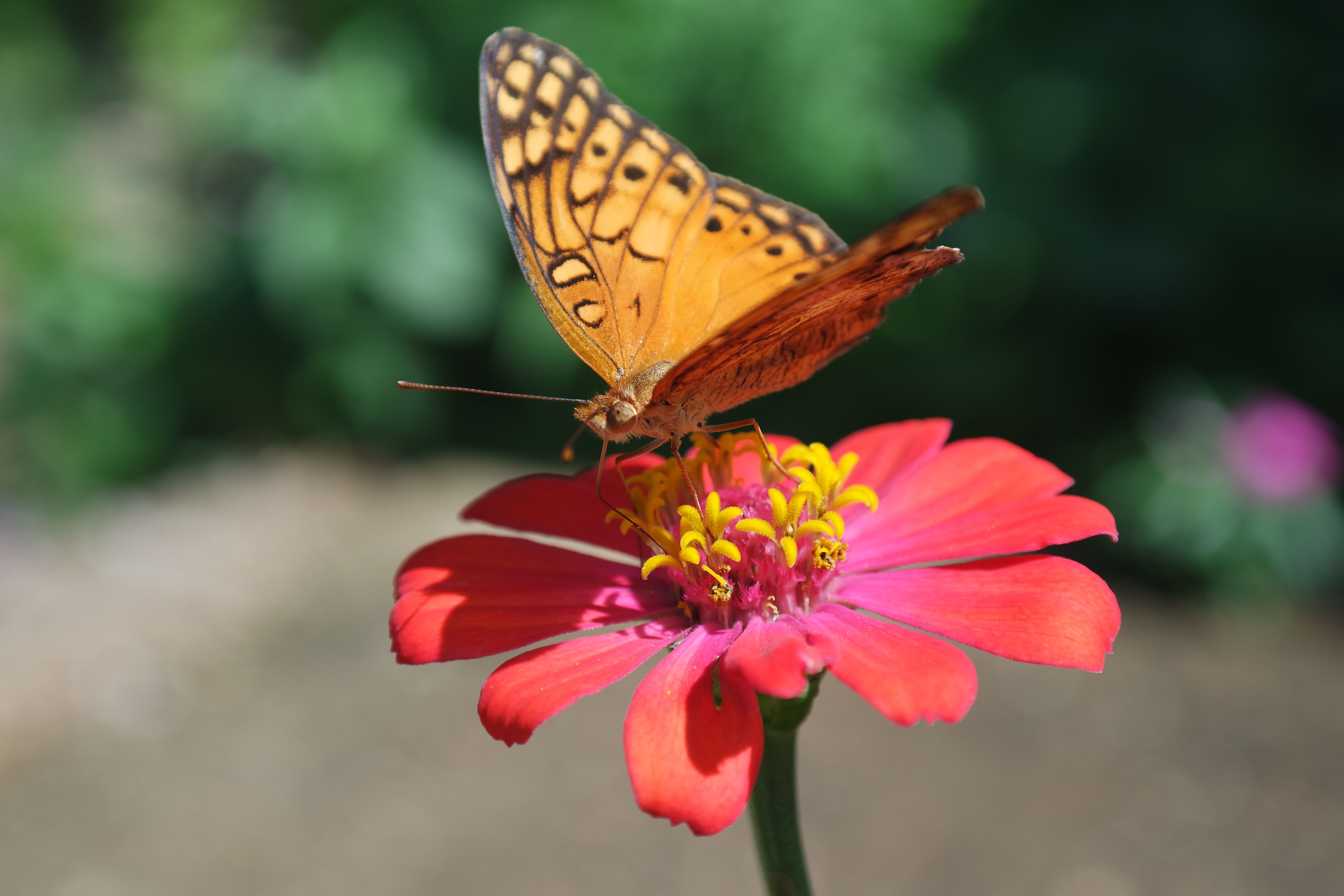 Close Up Flower And Butterfly Photos, Download The BEST Free Close Up ...