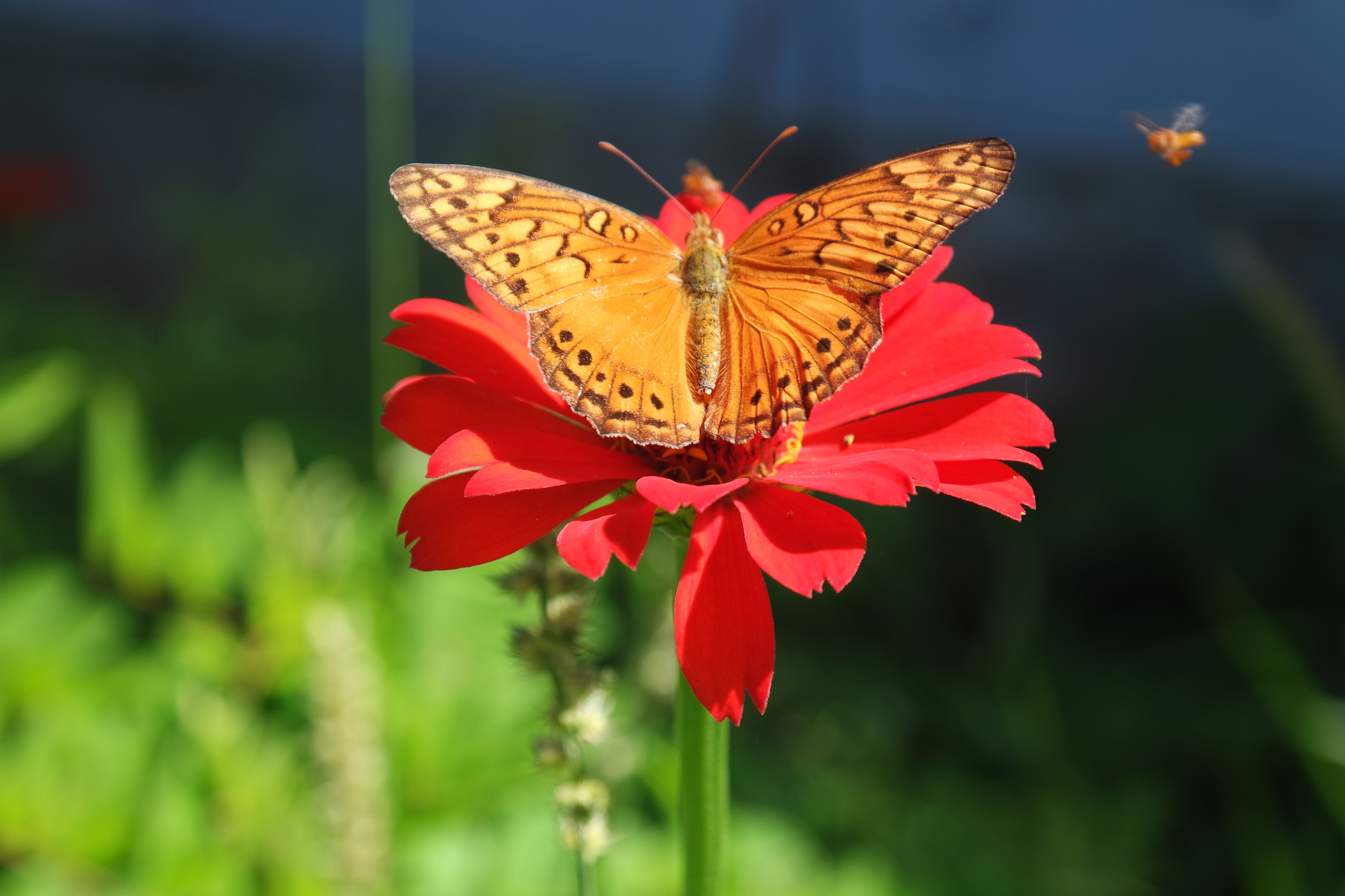 Close Up Flower And Butterfly Photos, Download The BEST Free Close Up ...