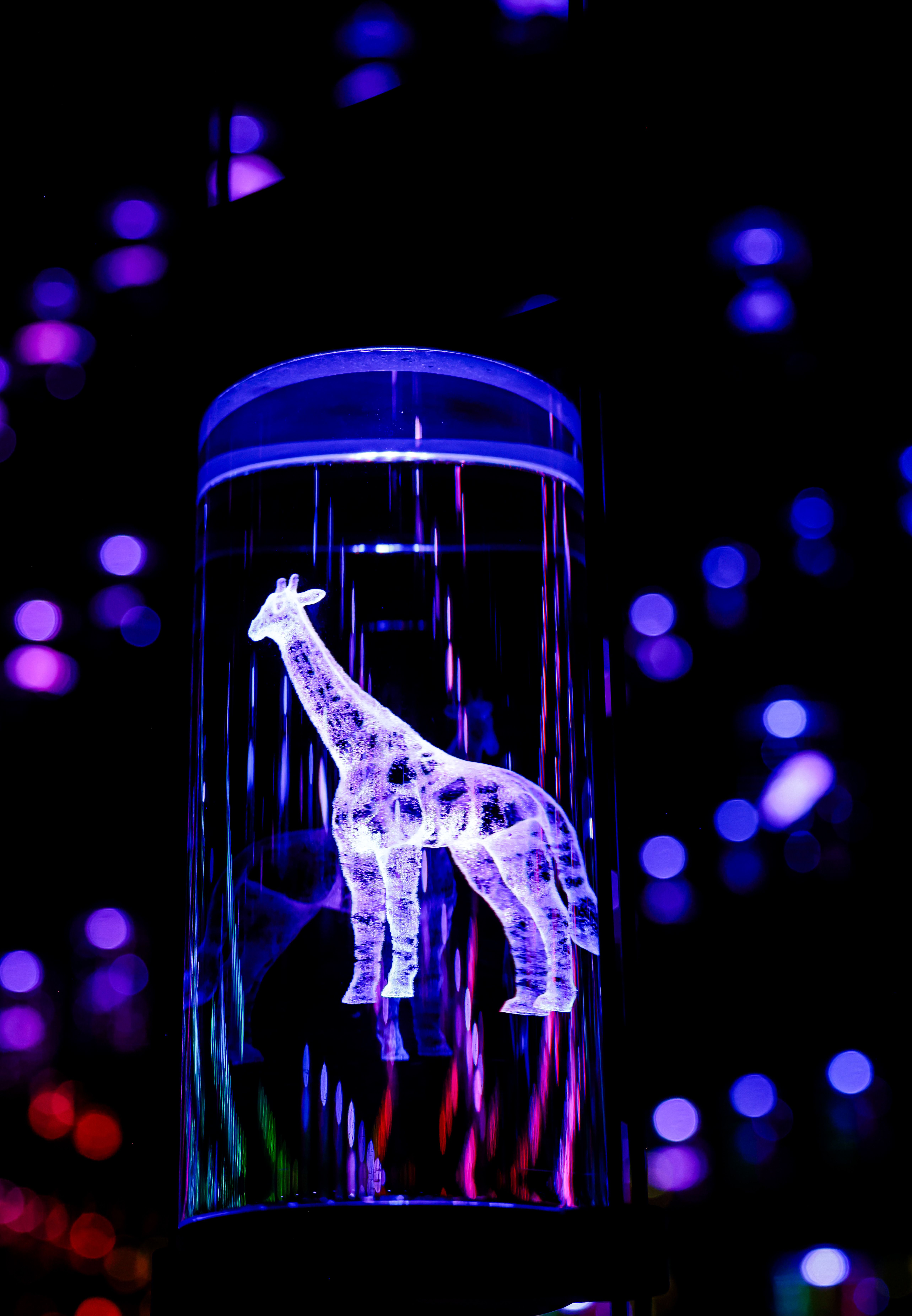 Neon Giraffe Photos, Download The BEST Free Neon Giraffe Stock Photos ...