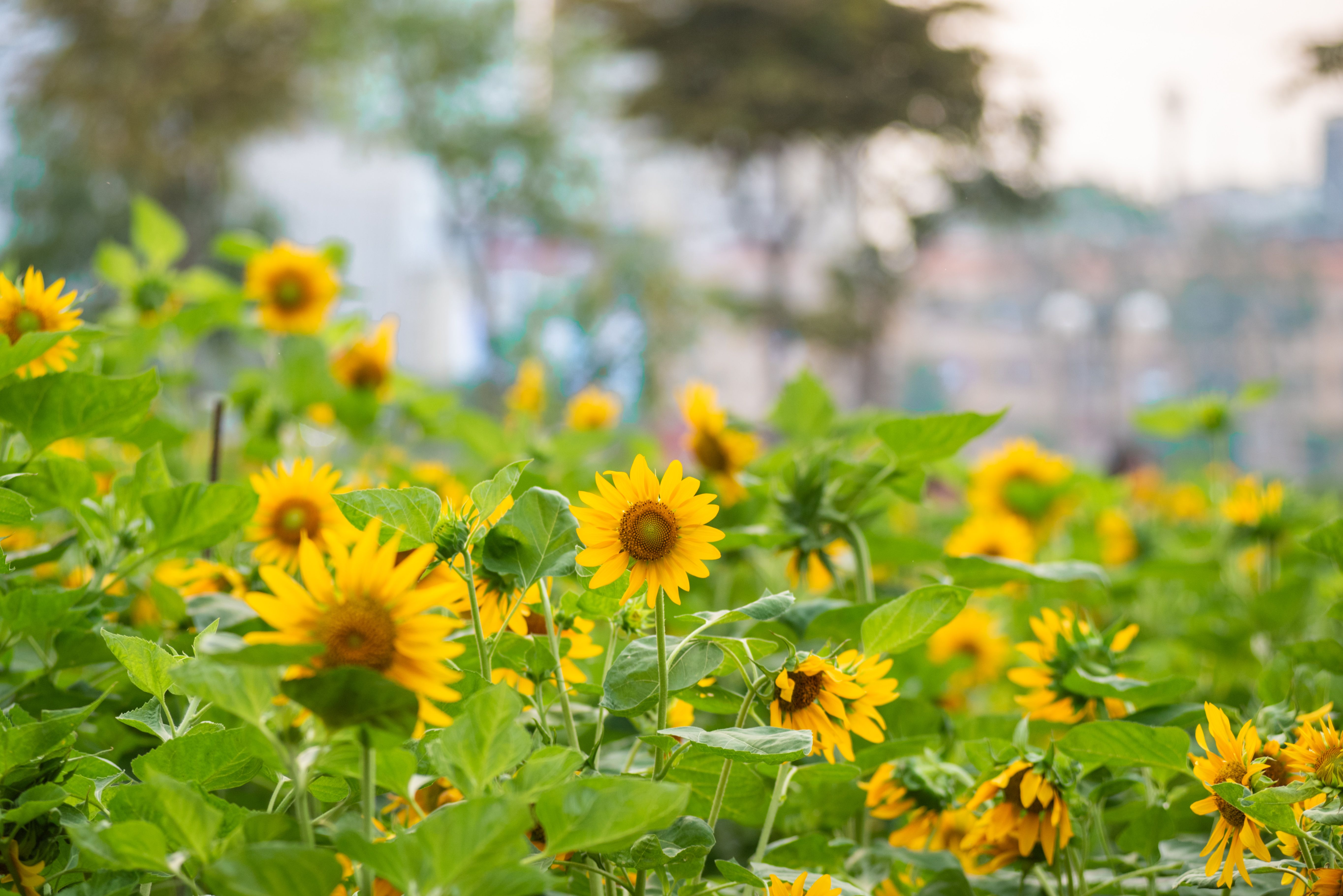 Vibrant Sunflower Field in Full Bloom Outdoors · Free Stock Photo