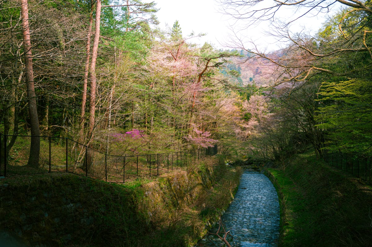 4k Wallpaper Japanese Trees Photos, Download The BEST Free 4k Wallpaper ...