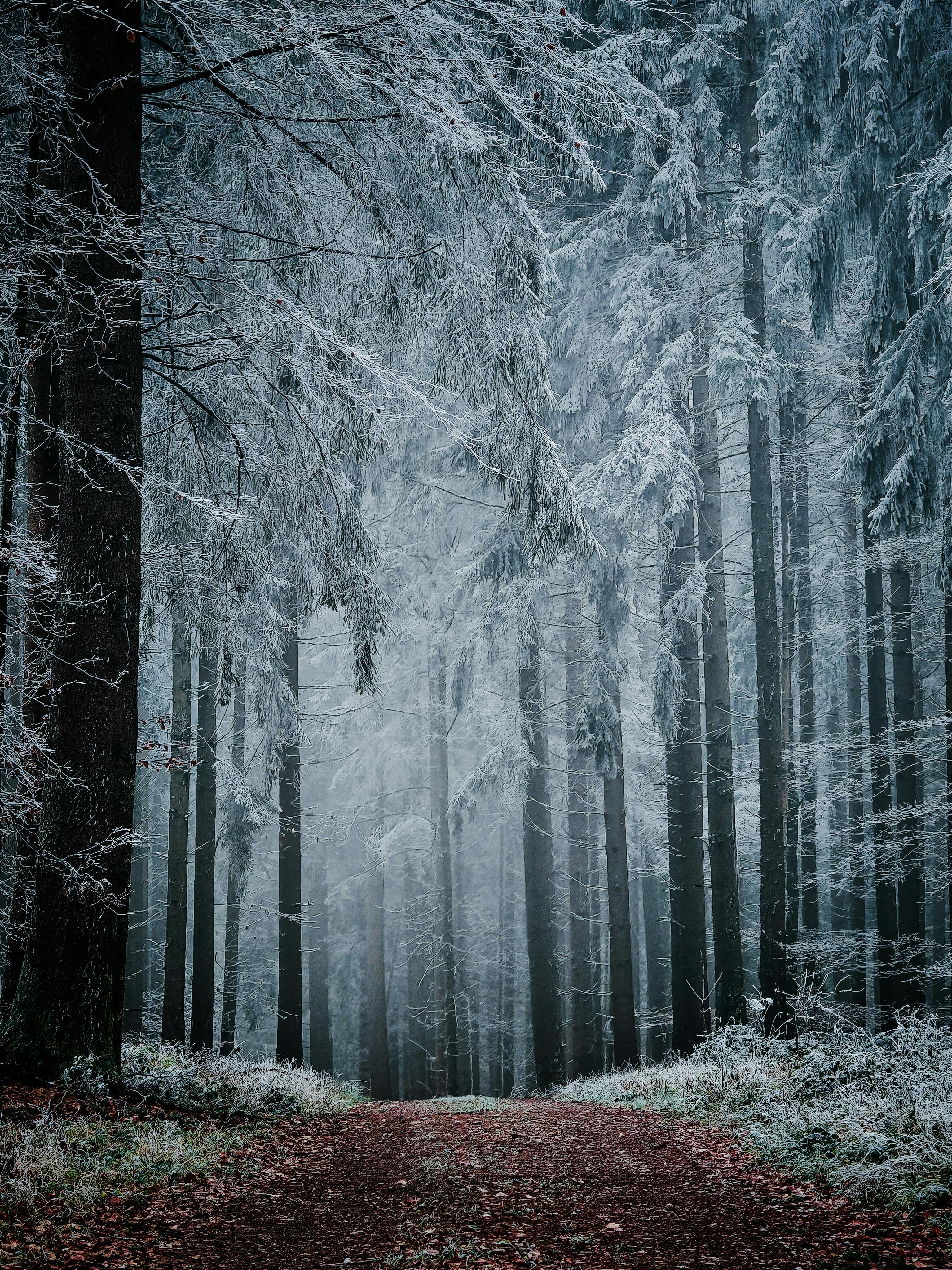 Flowers+And++Trees Photos, Download The BEST Free Flowers+And++Trees ...