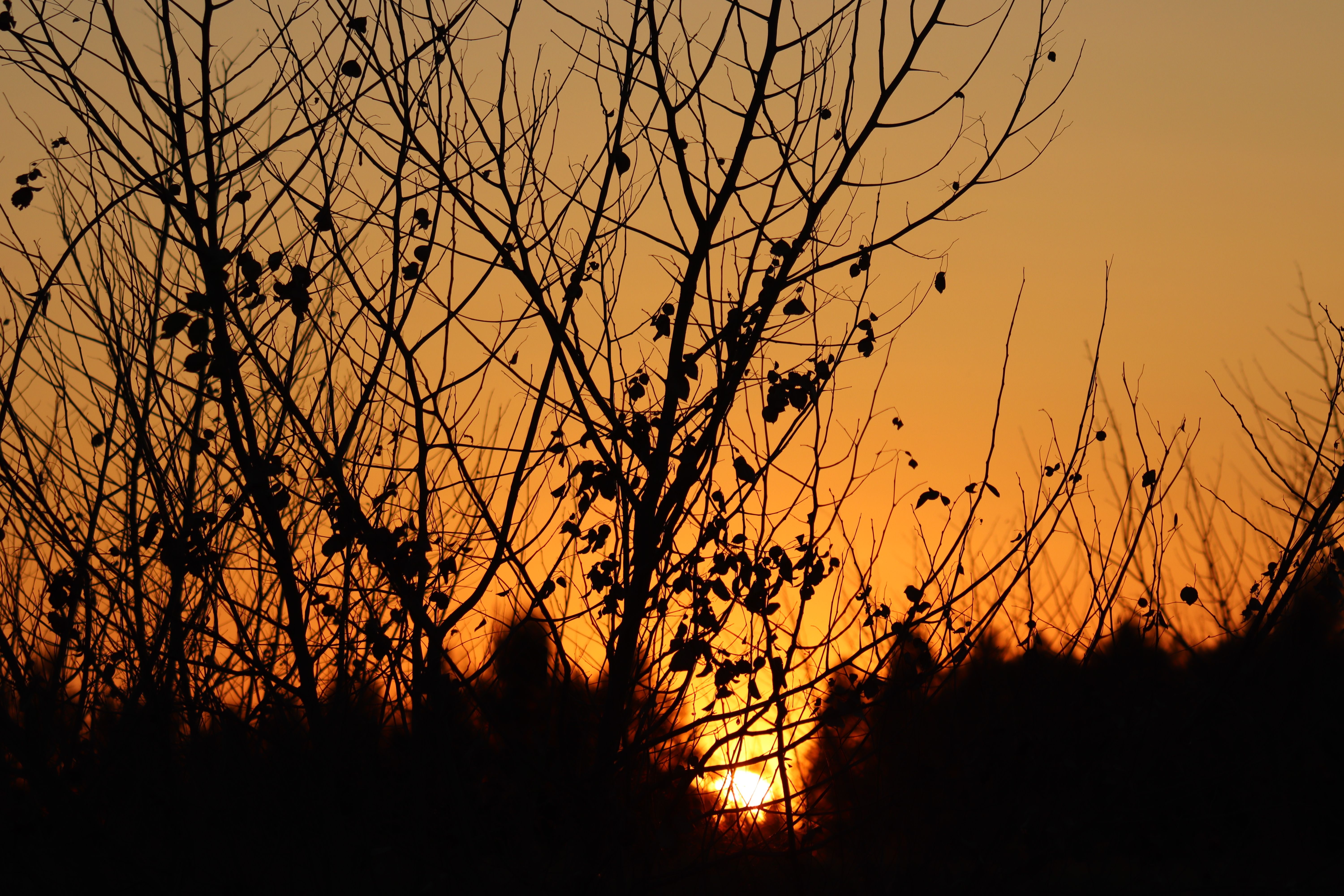 Breathtaking Winter Sunset Through Bare Trees · Free Stock Photo