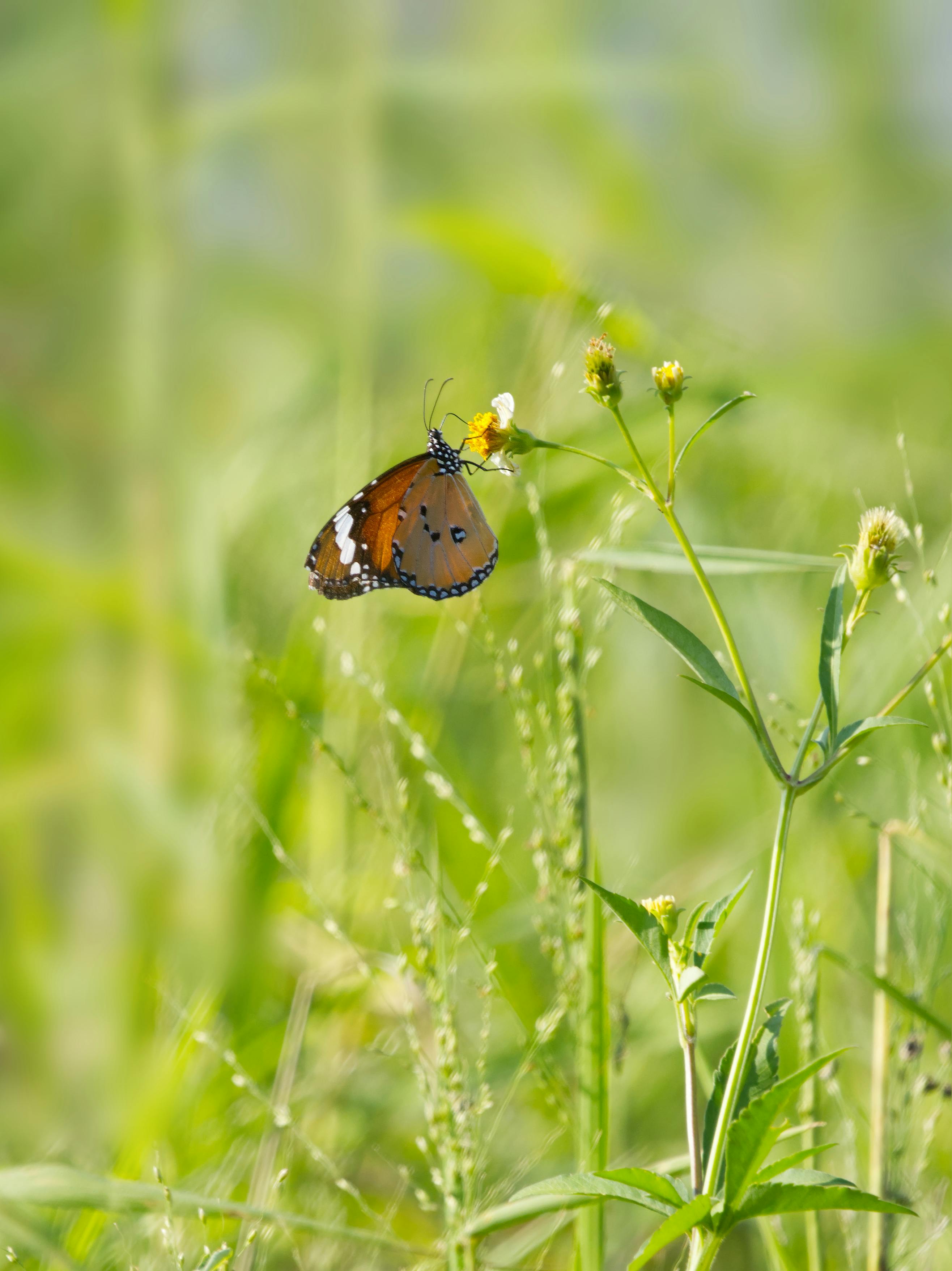 Download+Hashihime+Free Photos, Download The BEST Free Download ...