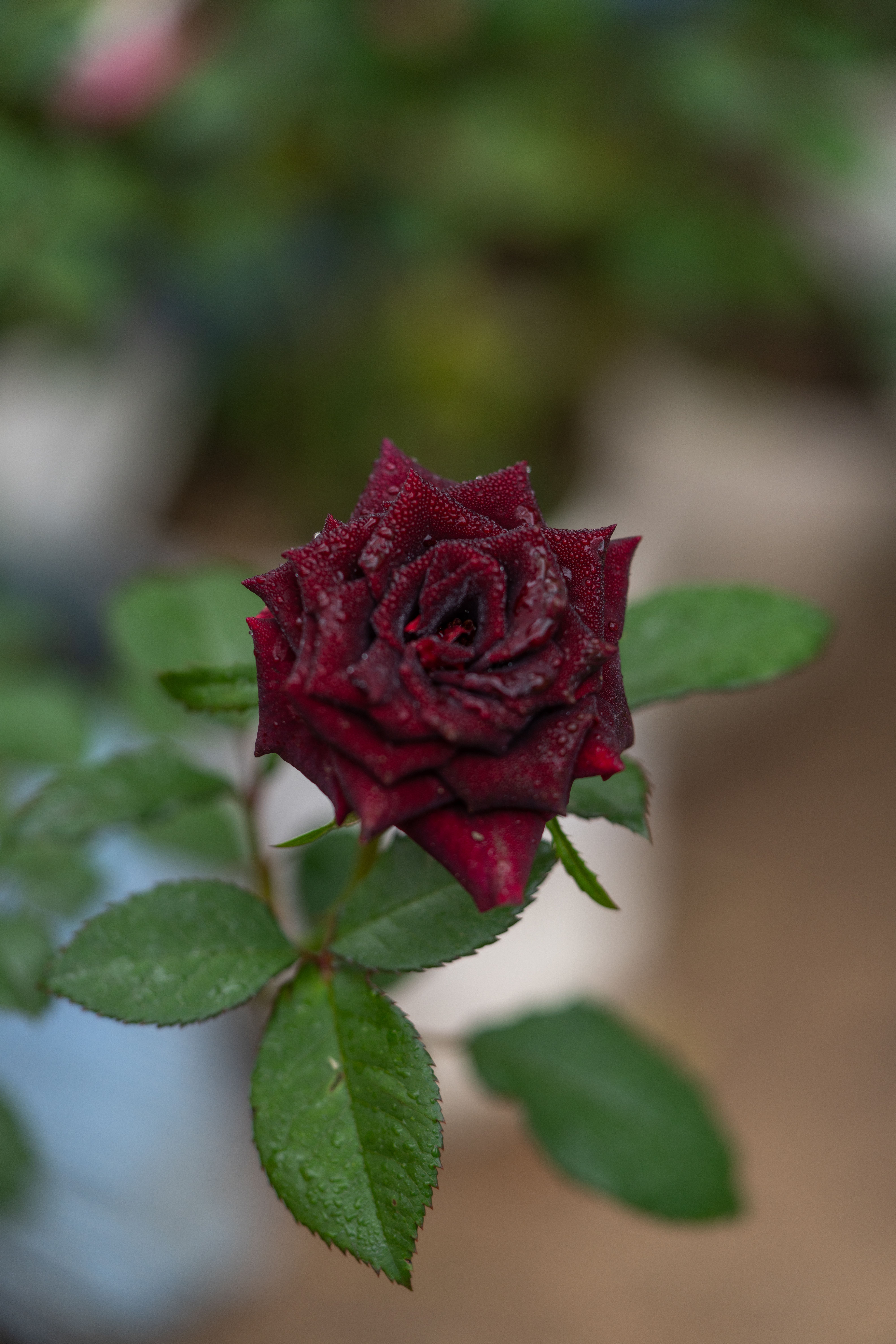 Close-up of a Dew-Glazed Red Rose Bloom · Free Stock Photo