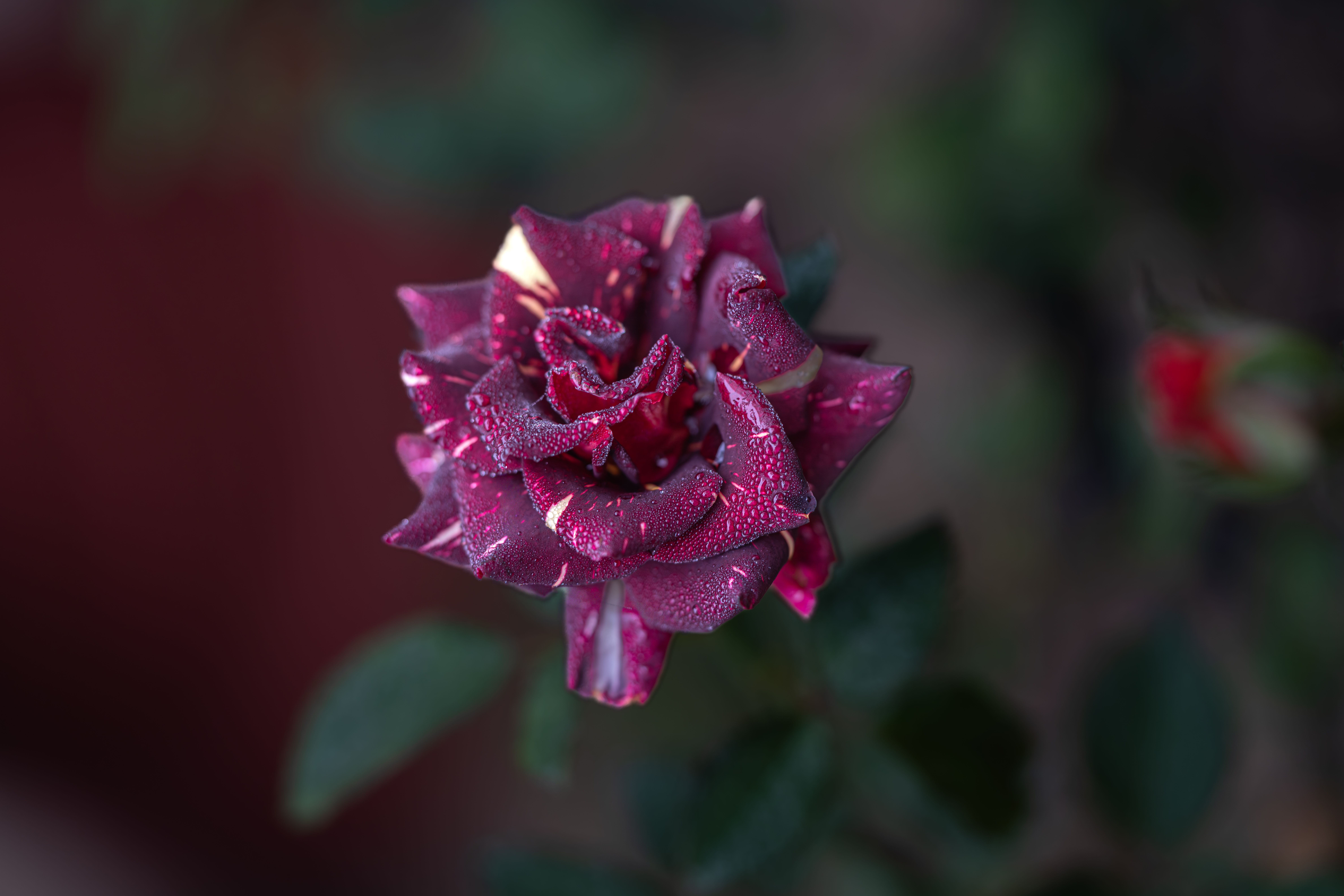 Dew-Kissed Red Rose in Bloom Close-Up · Free Stock Photo