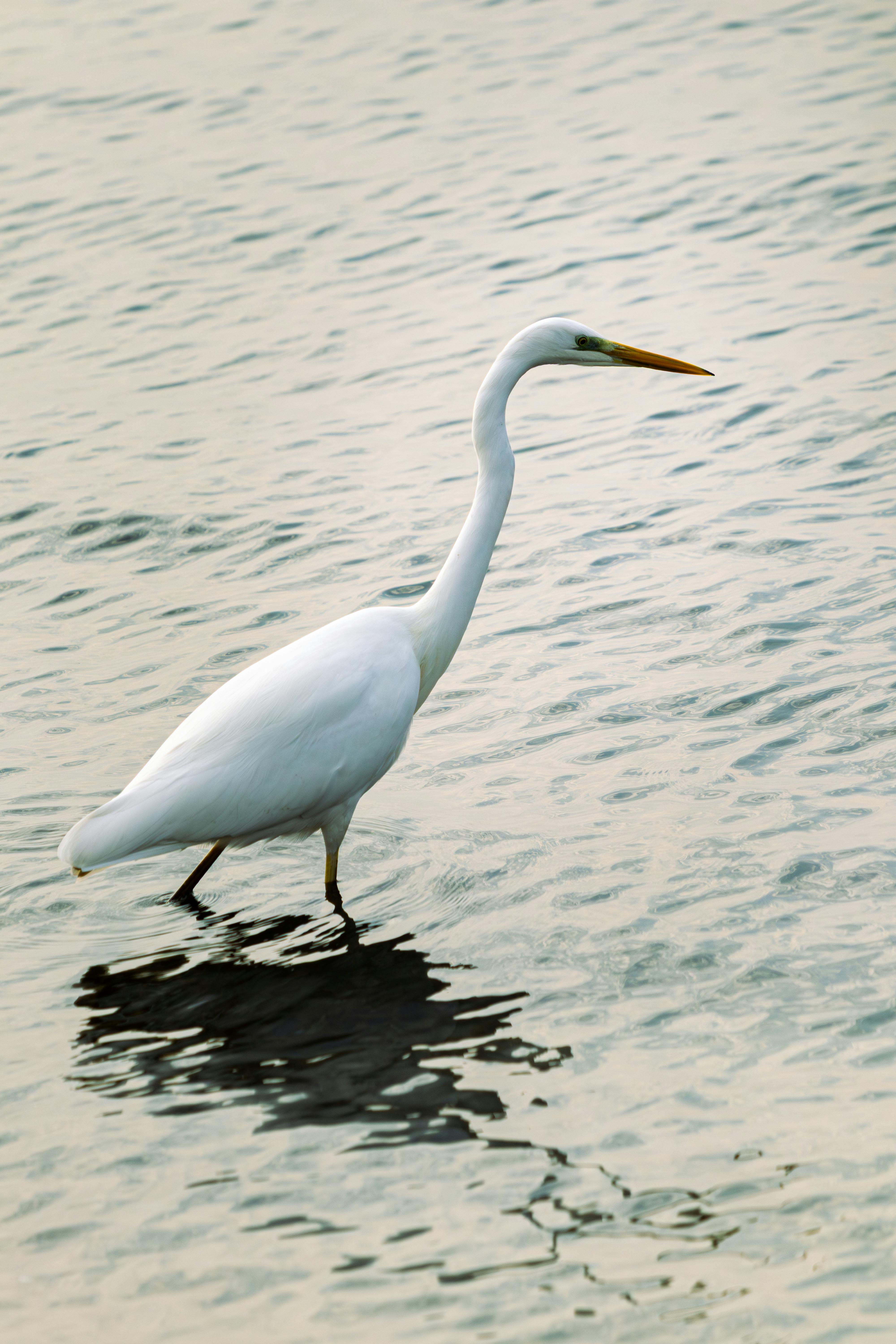 Simpleand+Elegant Photos, Download The BEST Free Simpleand+Elegant ...