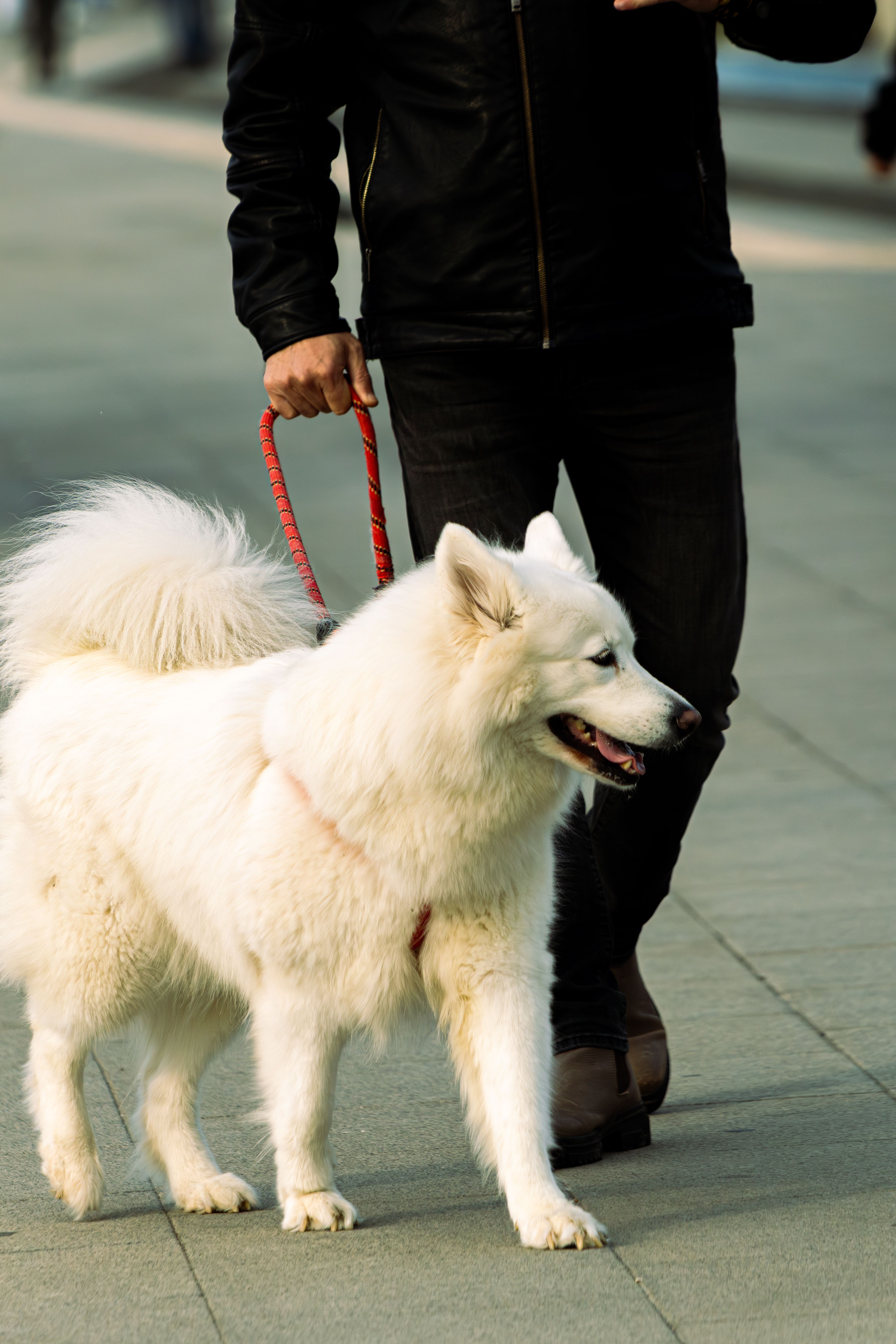 Man Walking Samoyed Dog on Urban Street · Free Stock Photo