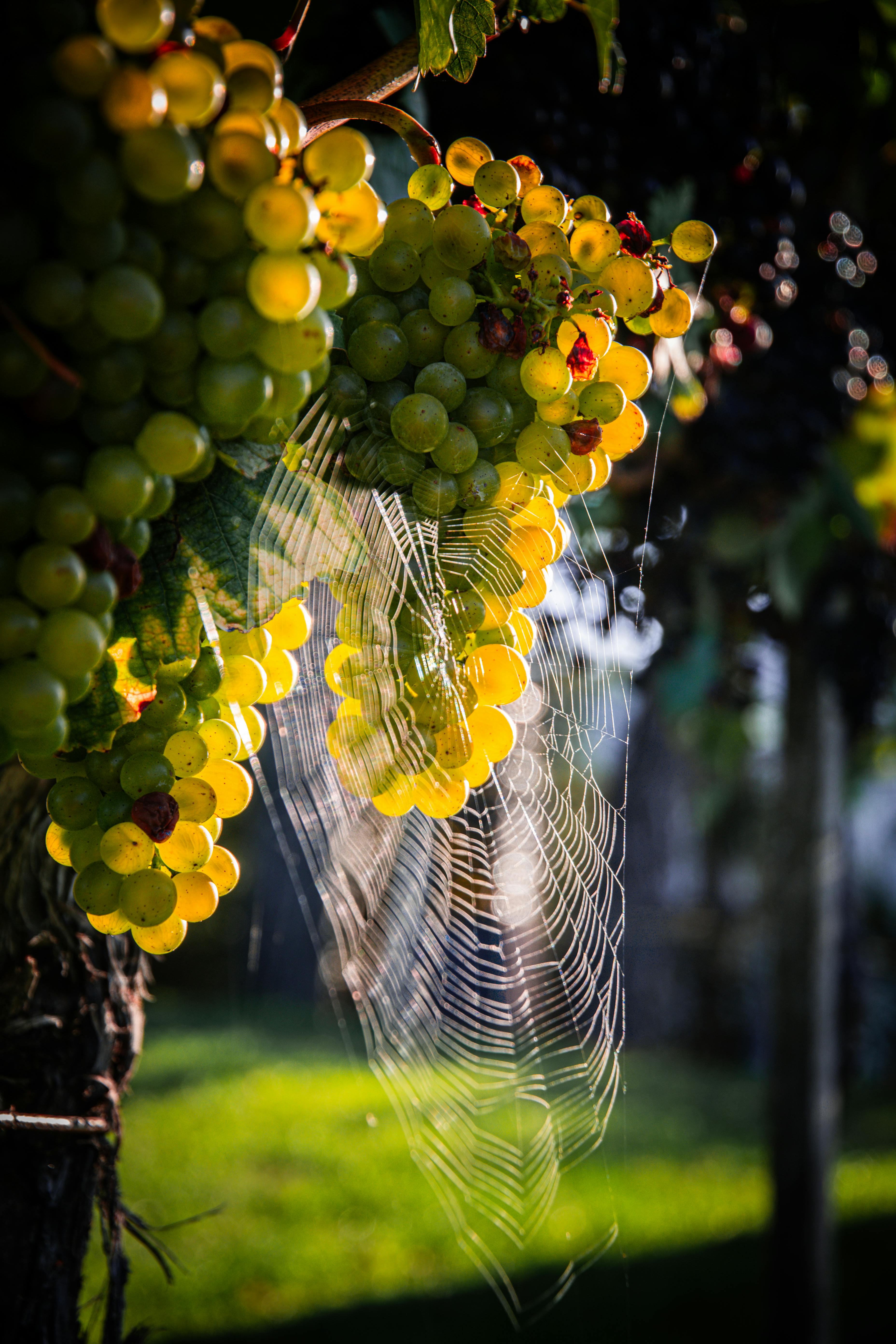 Viñedos Vibrantes Con Telarañas Bajo La Luz Del Sol · Foto de stock ...